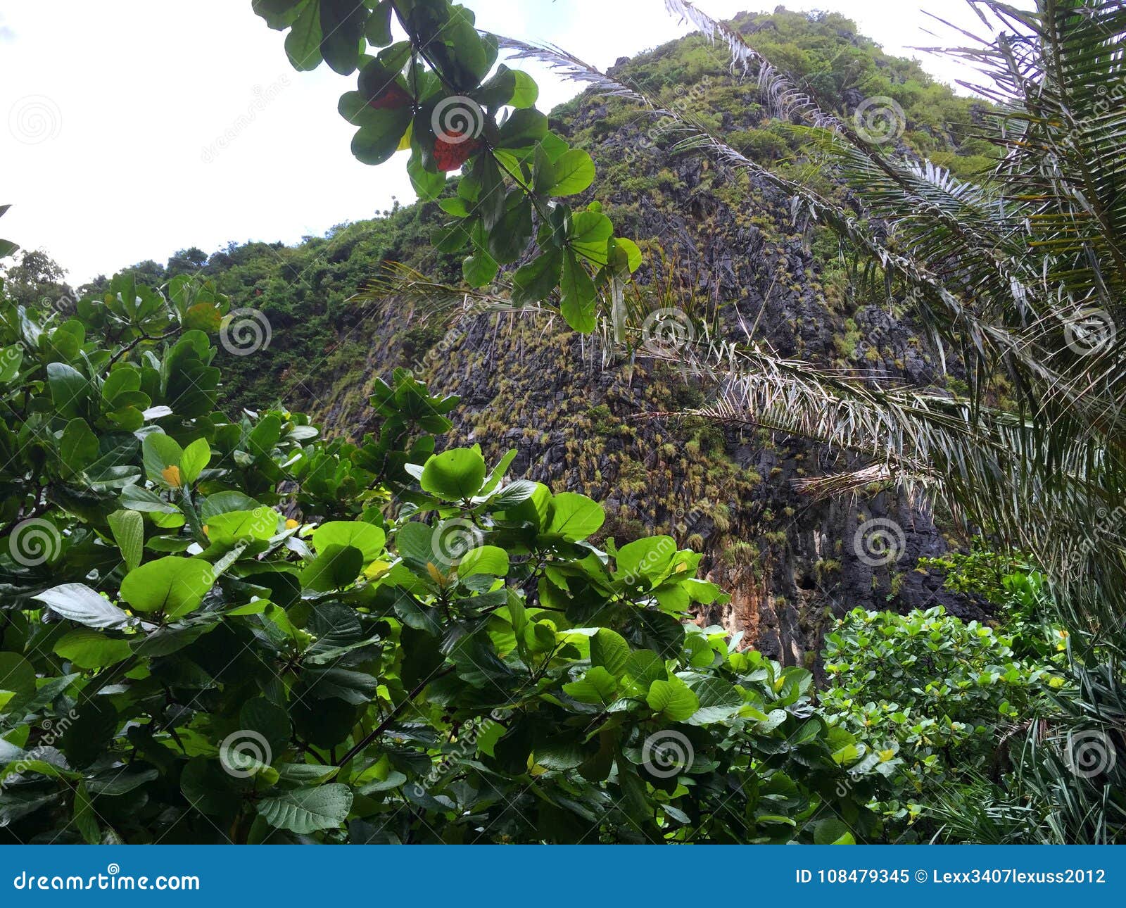 The Nature of the Island Phi Phi. Thailand Stock Image - Image of beach ...
