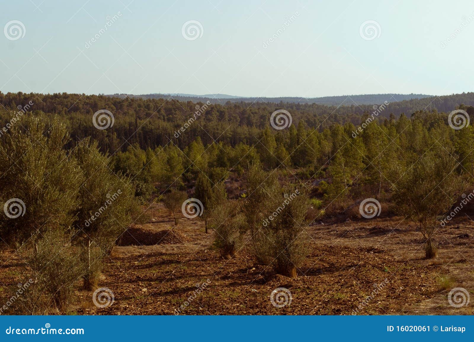 Nature Of Israel . Picture Image: 16020061