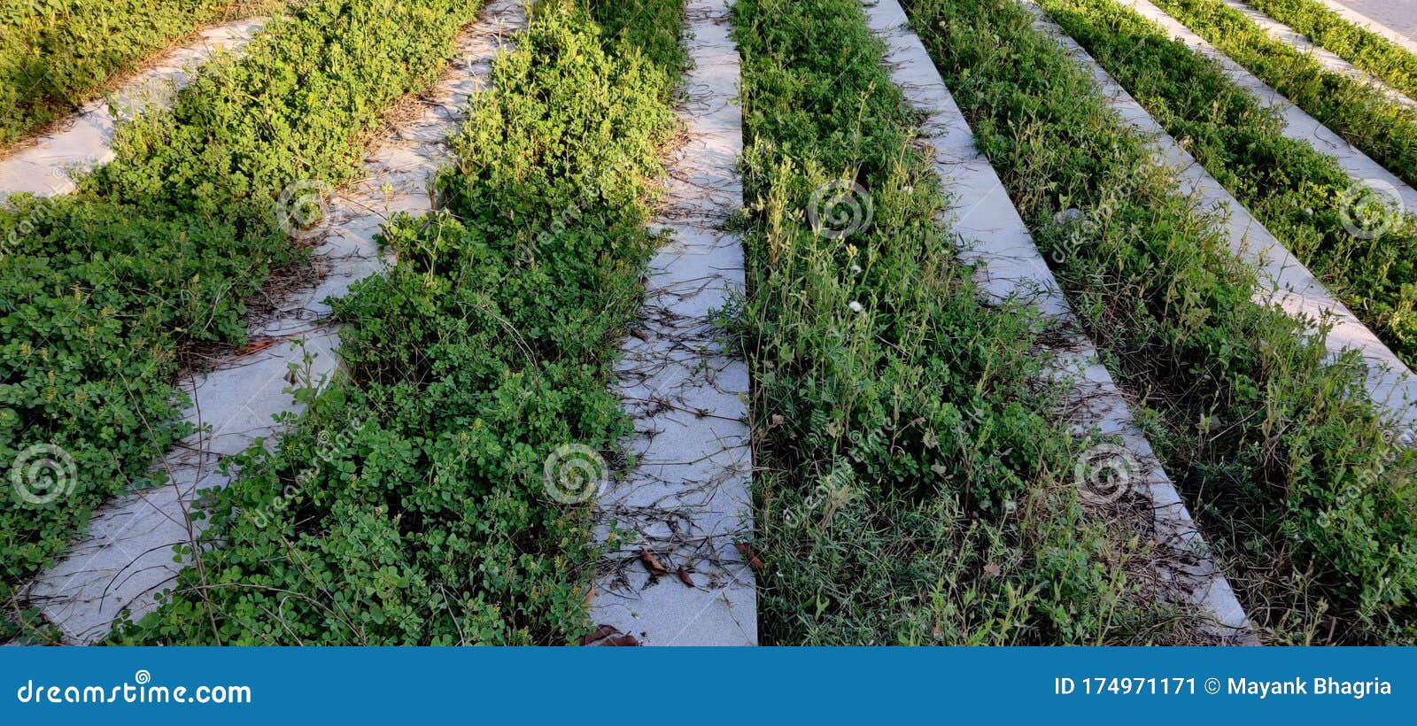 Nature at its best stock image. Image of shrub, field - 174971171