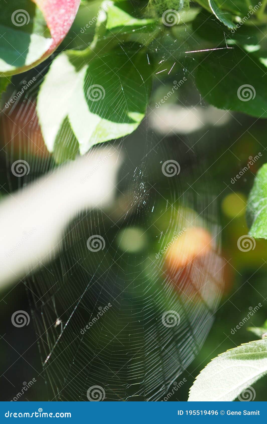 The Spider Has Spun Its Web and Will Use it for Several Things. Stock ...