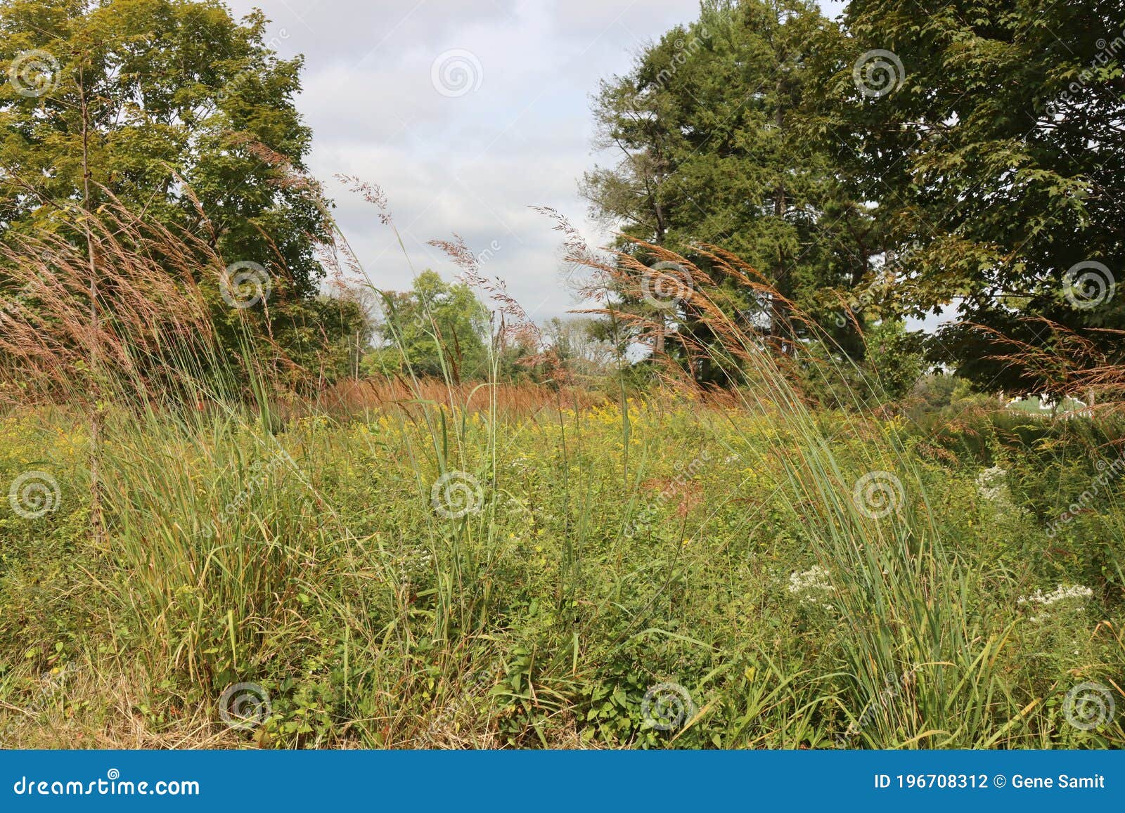 This is a Natural Setting in the Open Spaces of the Park. Stock Photo ...