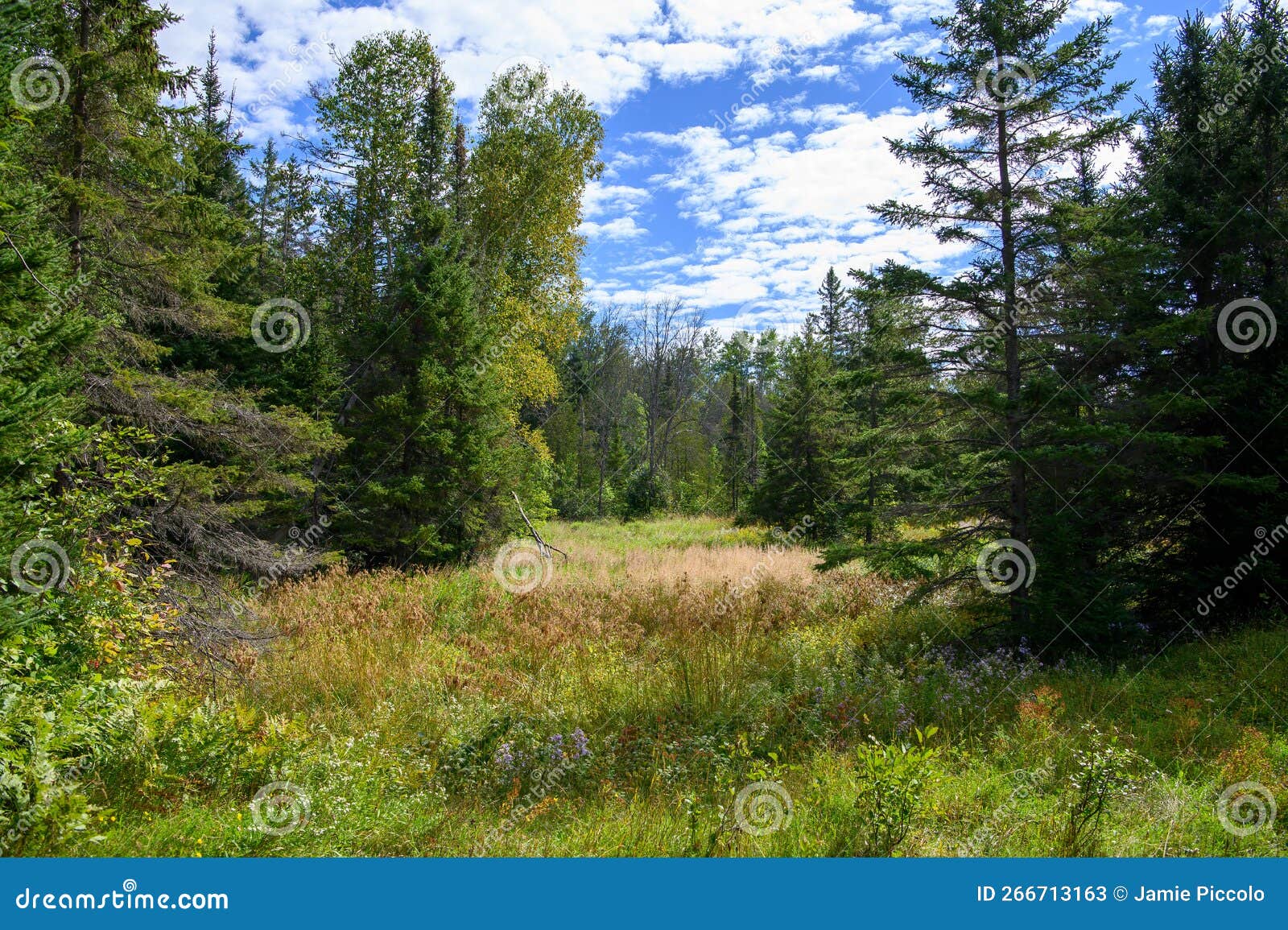 Nature at its finest stock image. Image of forest, woodland - 266713163