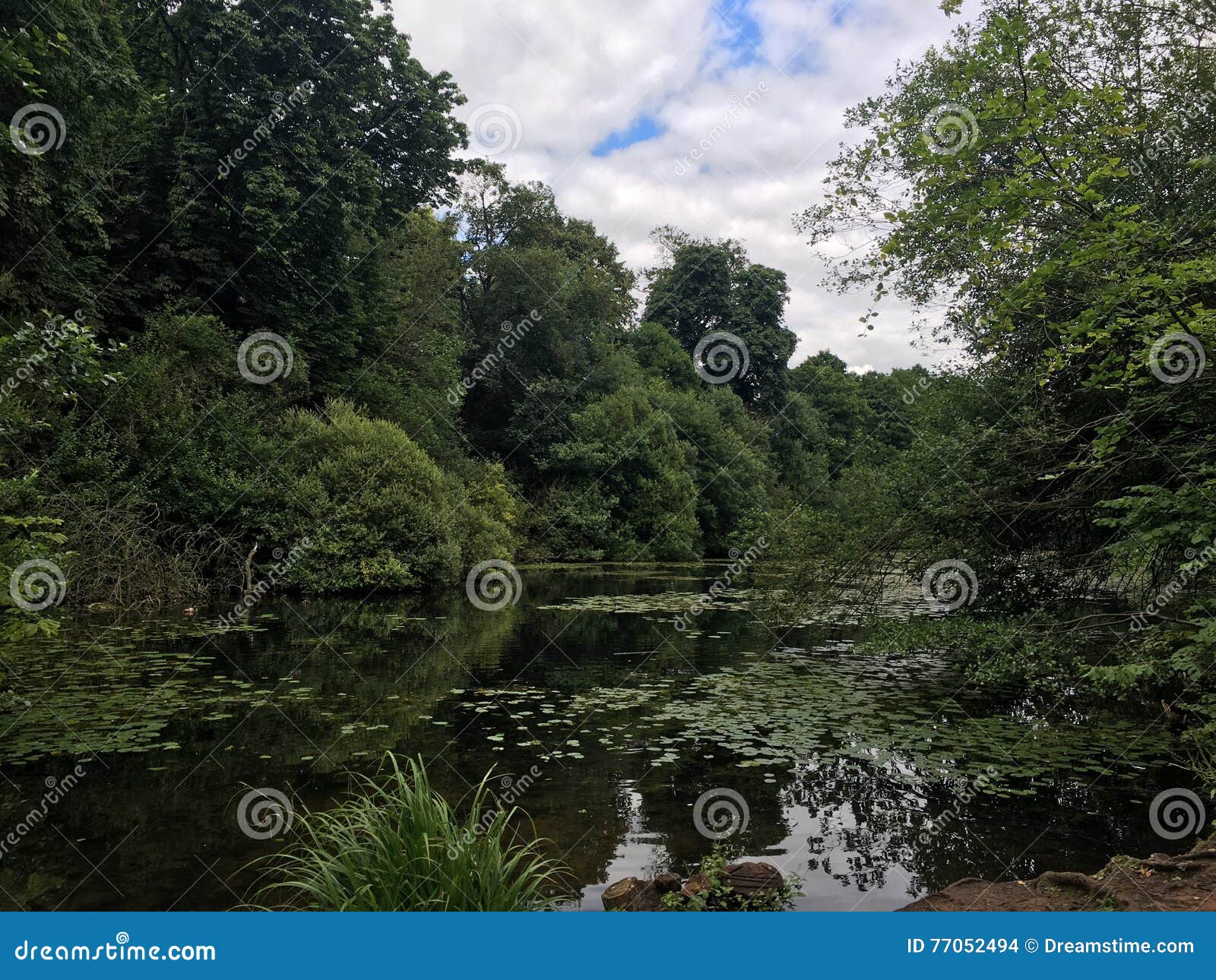 Nature at its finest stock photo. Image of nature, finest - 77052494