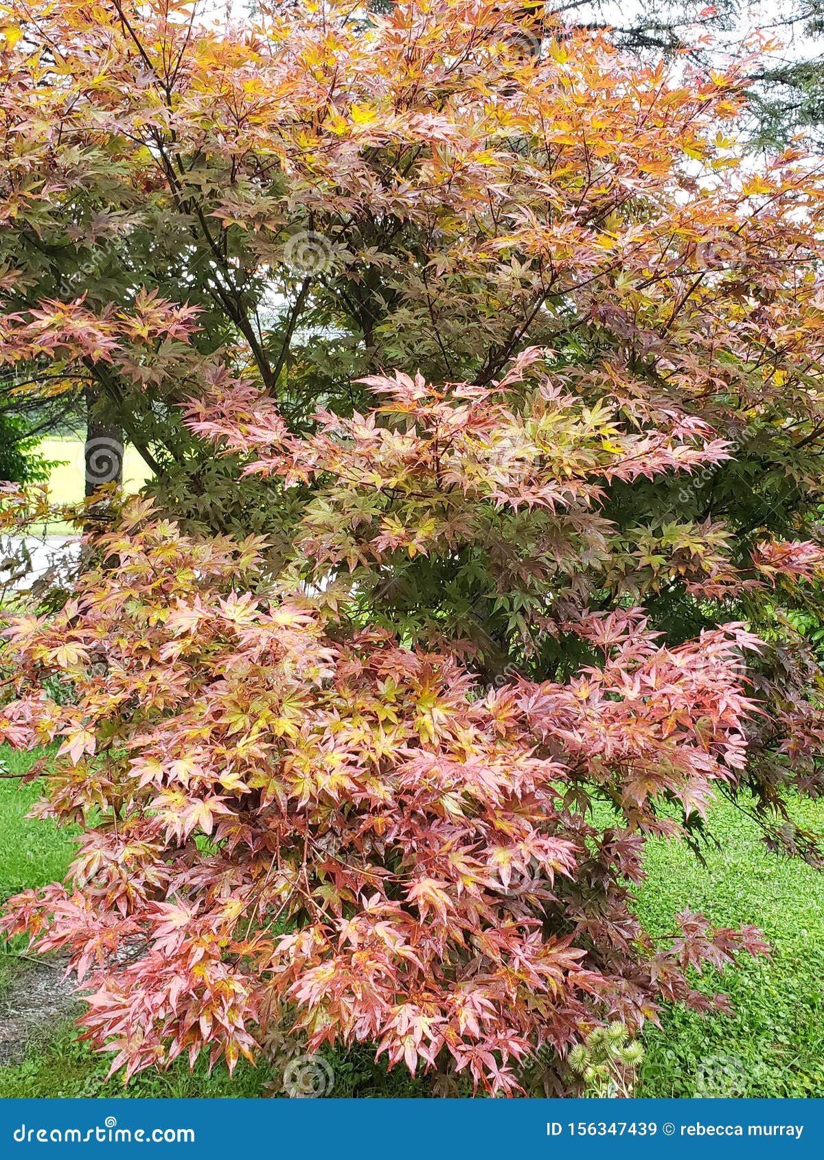 Nature at its finest stock image. Image of grow, finest - 156347439