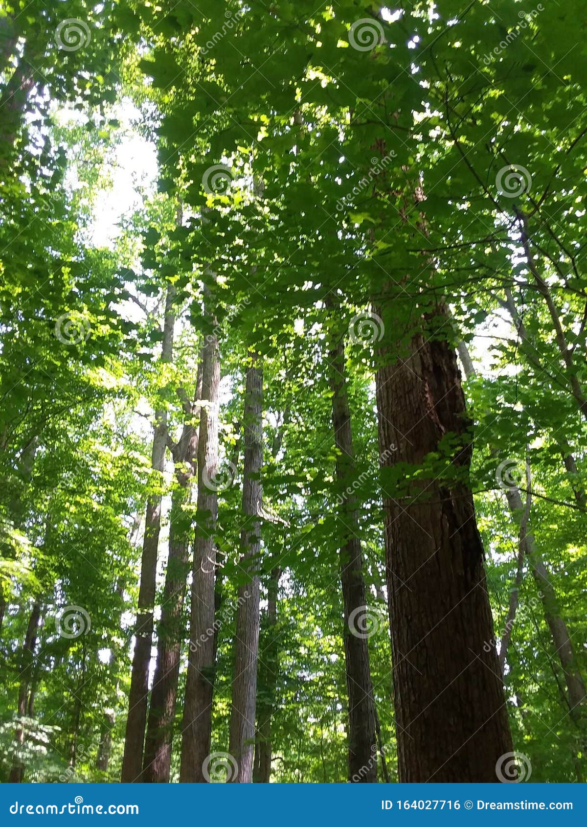 Nature at its finest stock photo. Image of earth, nature - 164027716