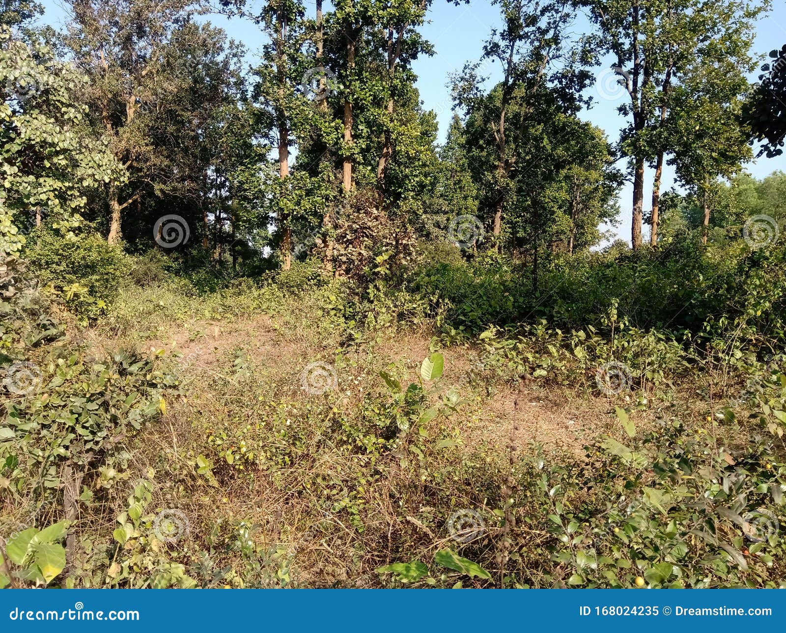 Nature , Jungle in India Jharkhand Stock Image - Image of mobile, click ...