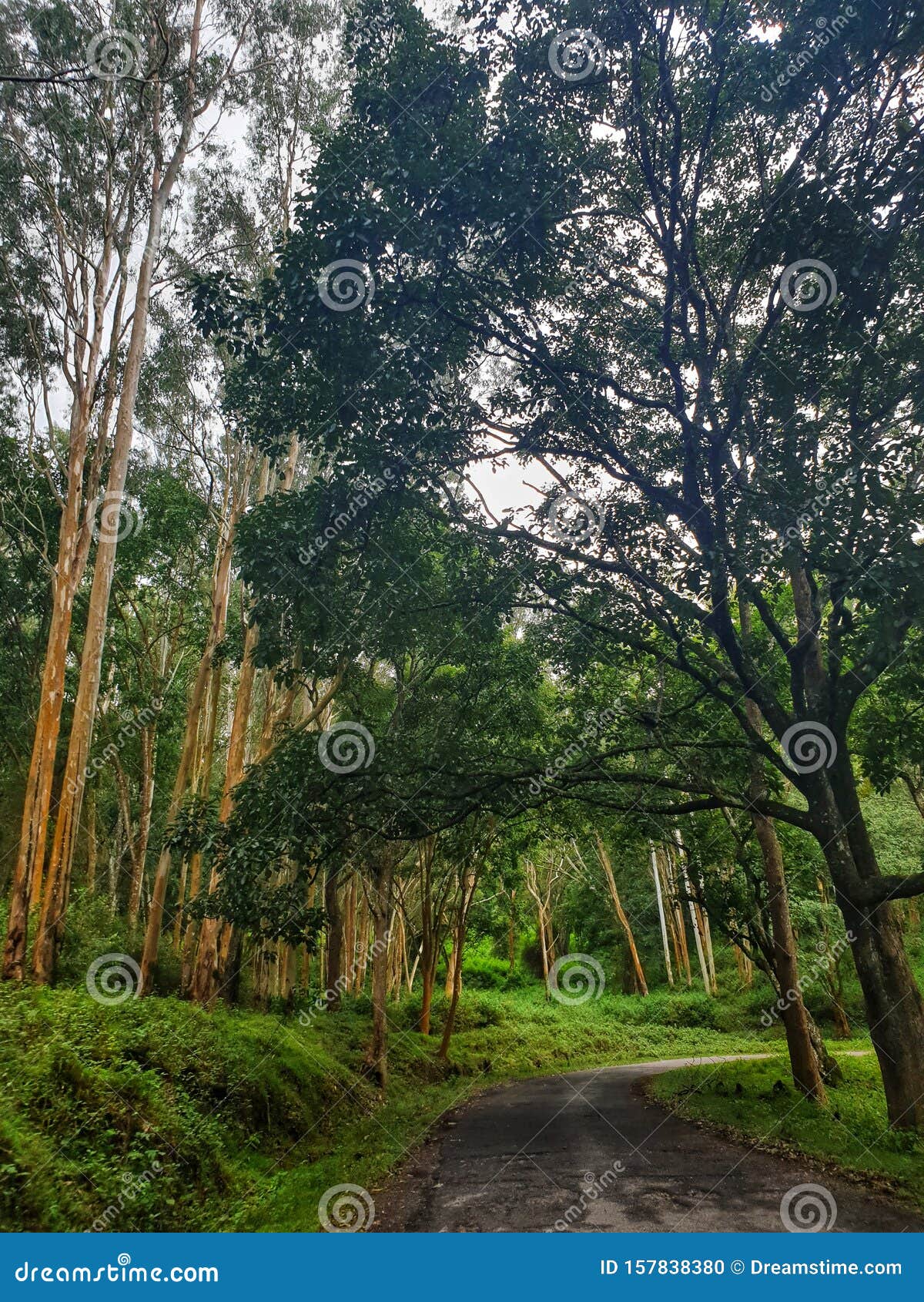 Nature stock photo. Image of forest, nature, trees, karnataka - 157838380