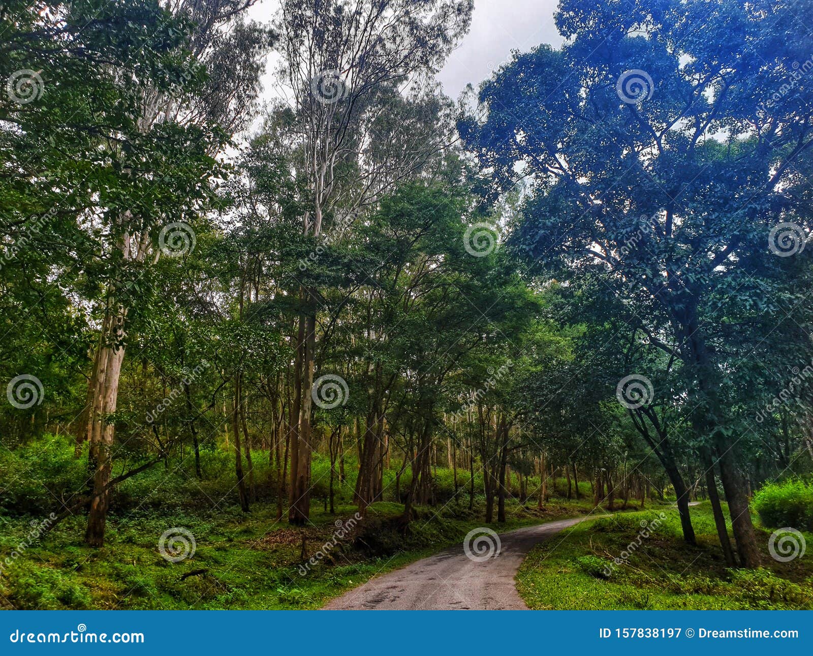 Nature stock image. Image of karnataka, nature, forest - 157838197