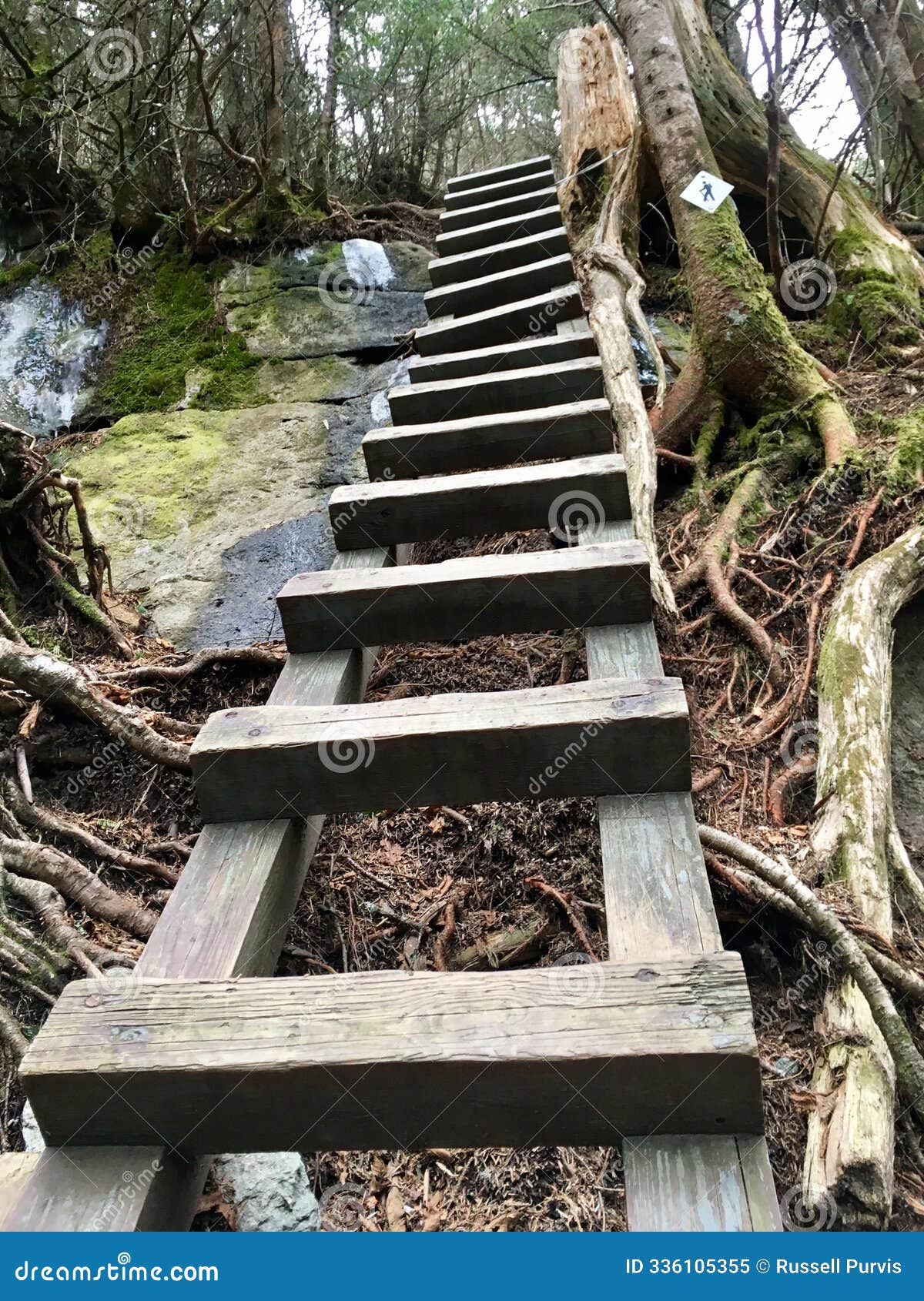 Nature Ladder 2 stock image. Image of wilderness, plant - 336105355