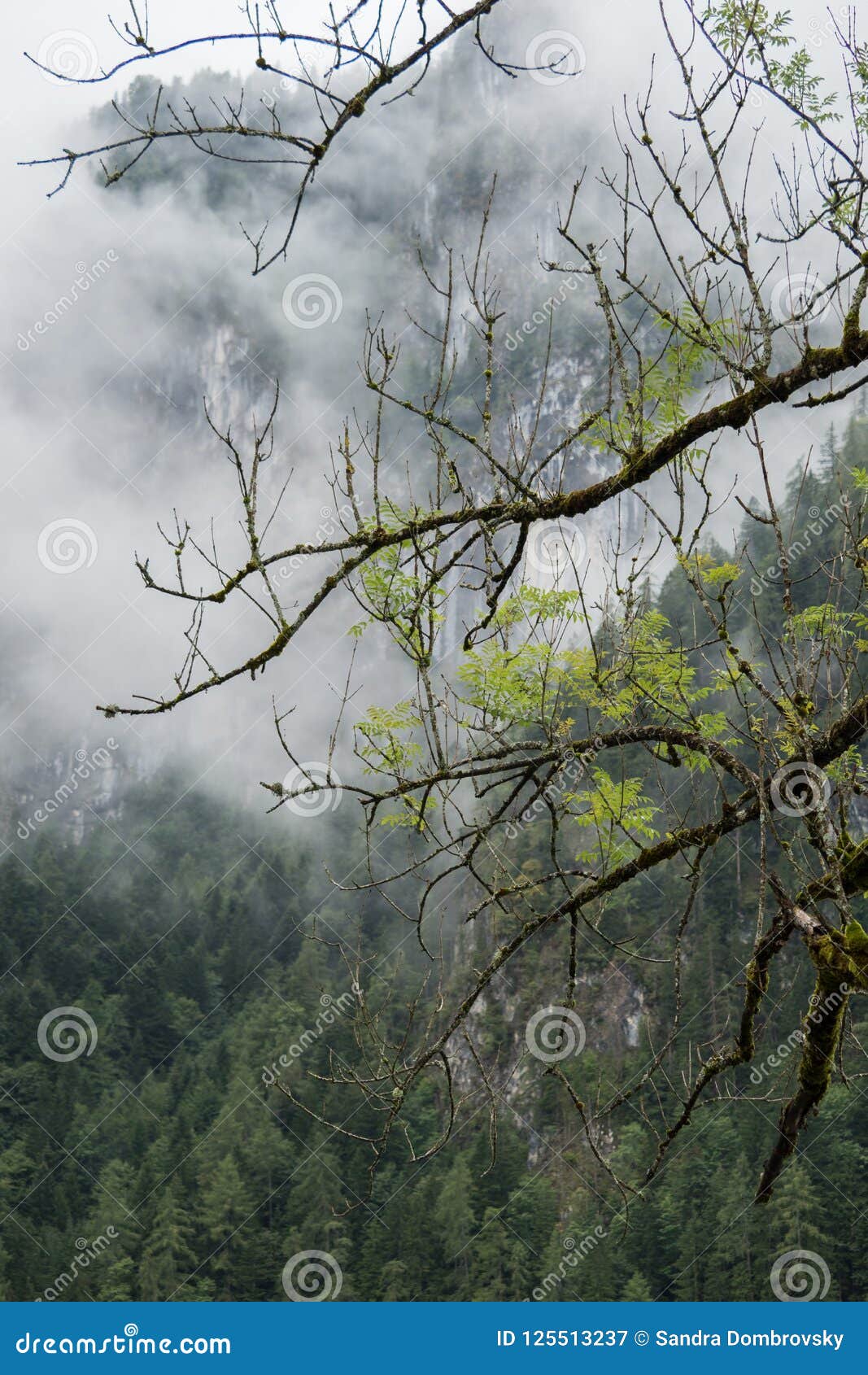 Nature Lake Shot at the Gleinkersee in Austria Stock Image - Image of ...