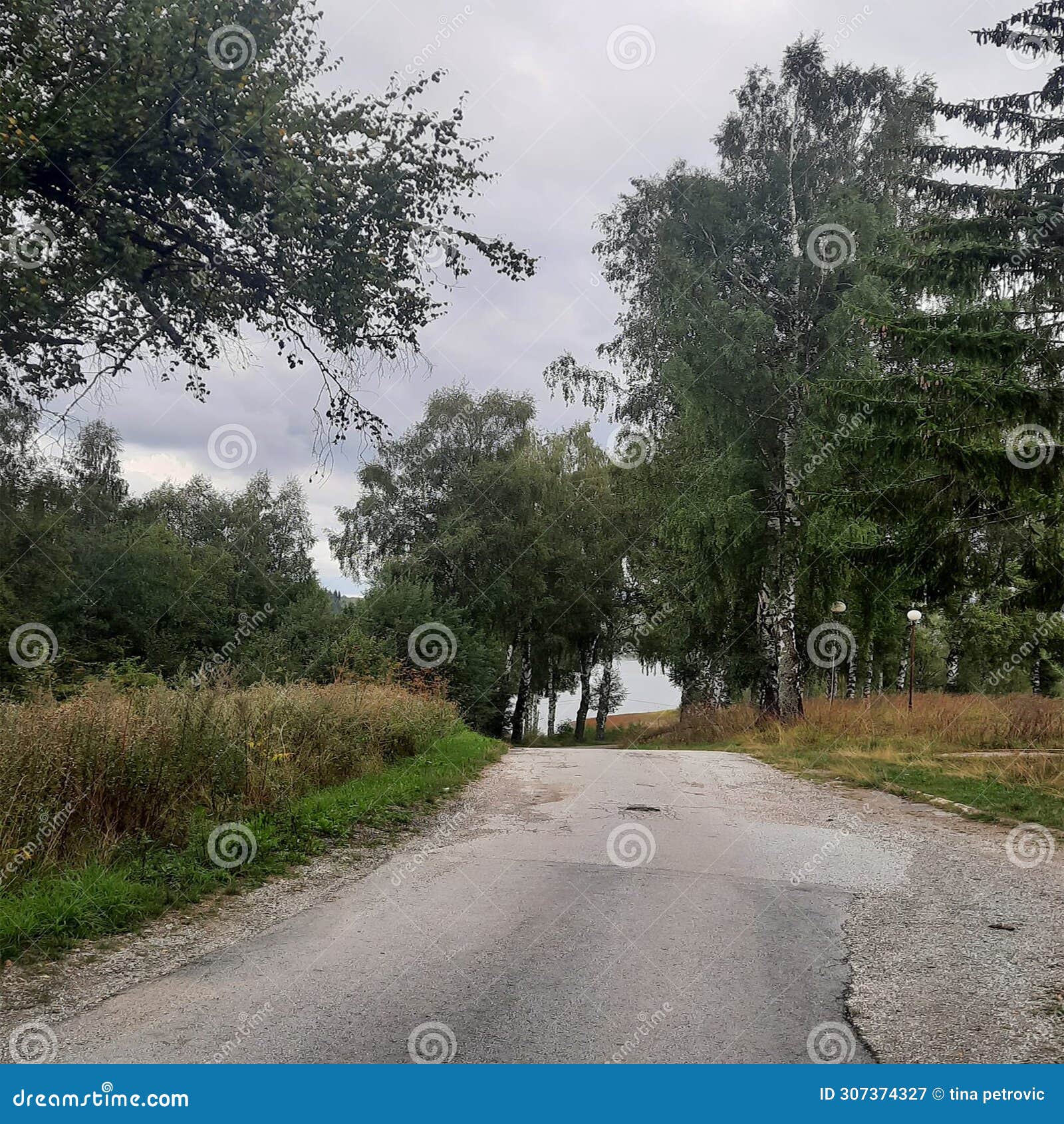 Nature and Landmark Trees Forest Tree Stock Image - Image of wilderness ...