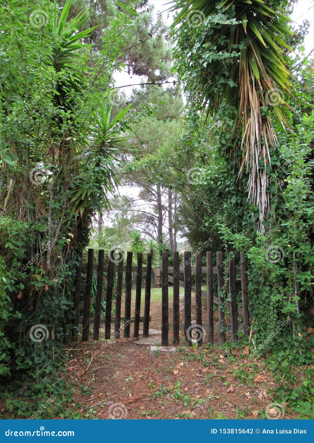 Wood gate in a forest path stock photo. Image of landscape - 153815642
