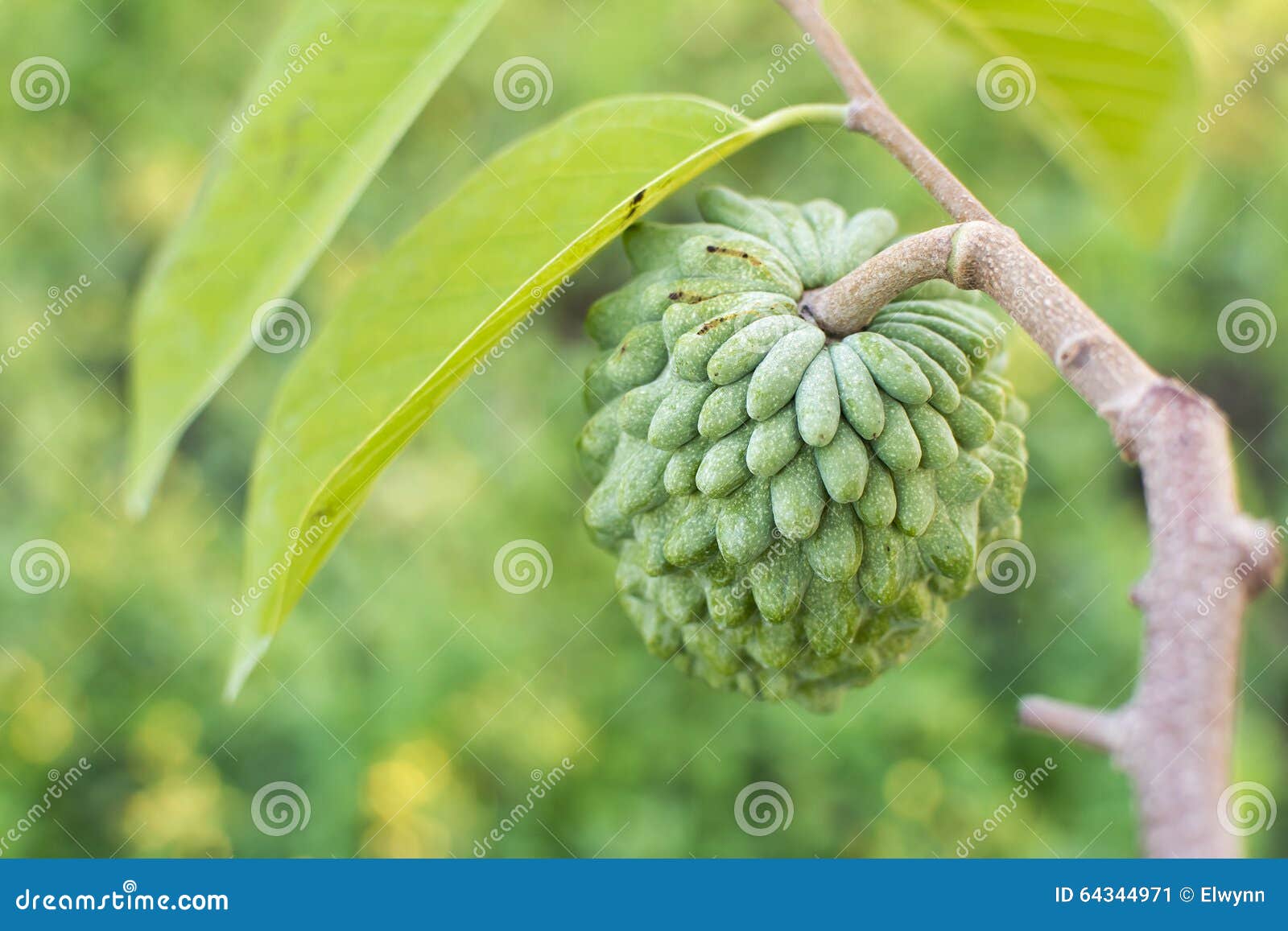 Nature Landscape Background Stock Image - Image of fresh, asia: 64344971