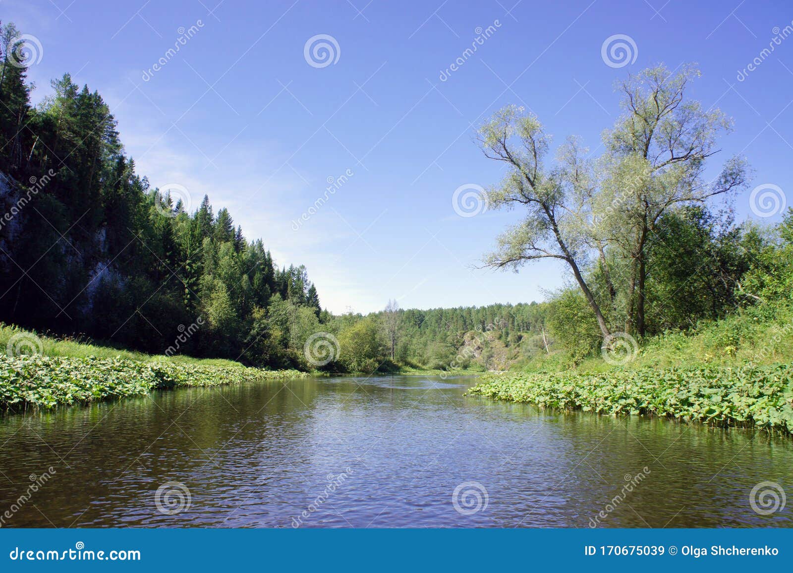 Nature Landscape. Calm River in Green Pine Forest Stock Image - Image ...