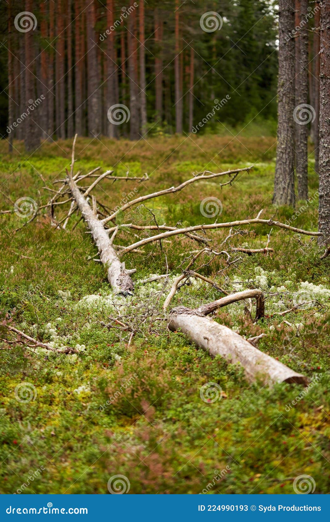Old Fallen Pine Tree in Forest Stock Image - Image of green, natural ...