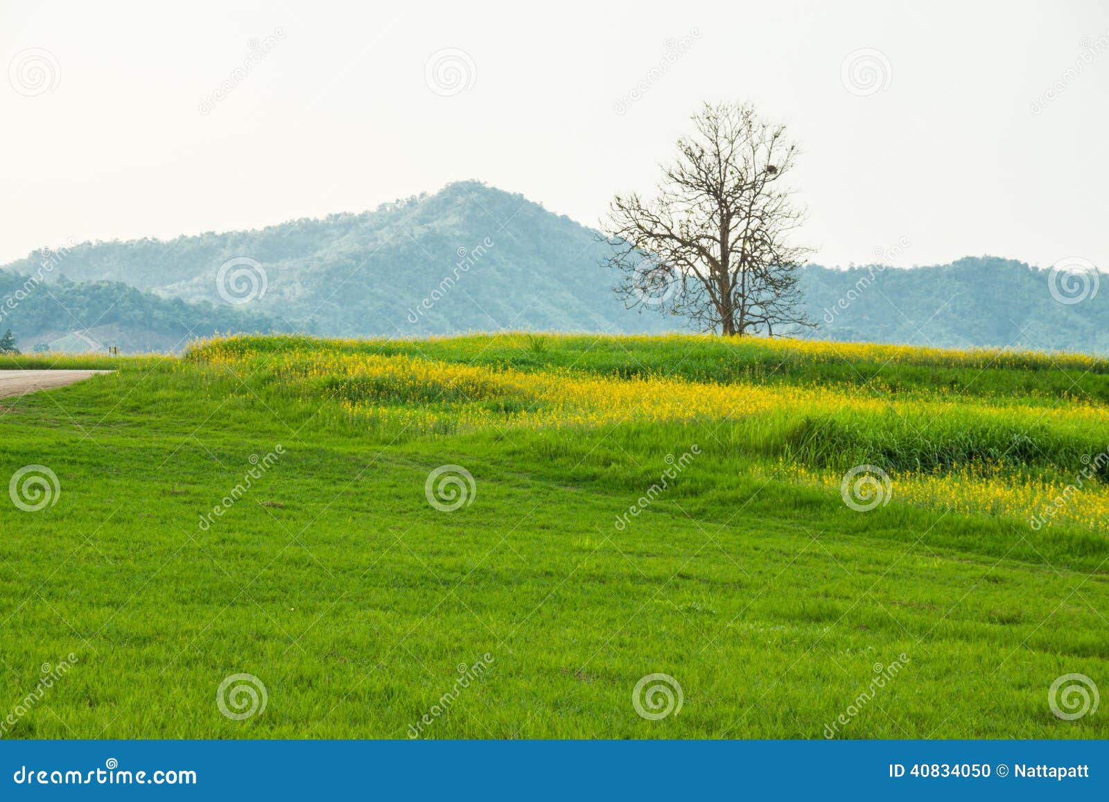 Nature landscape stock photo. Image of yellow, freshness - 40834050