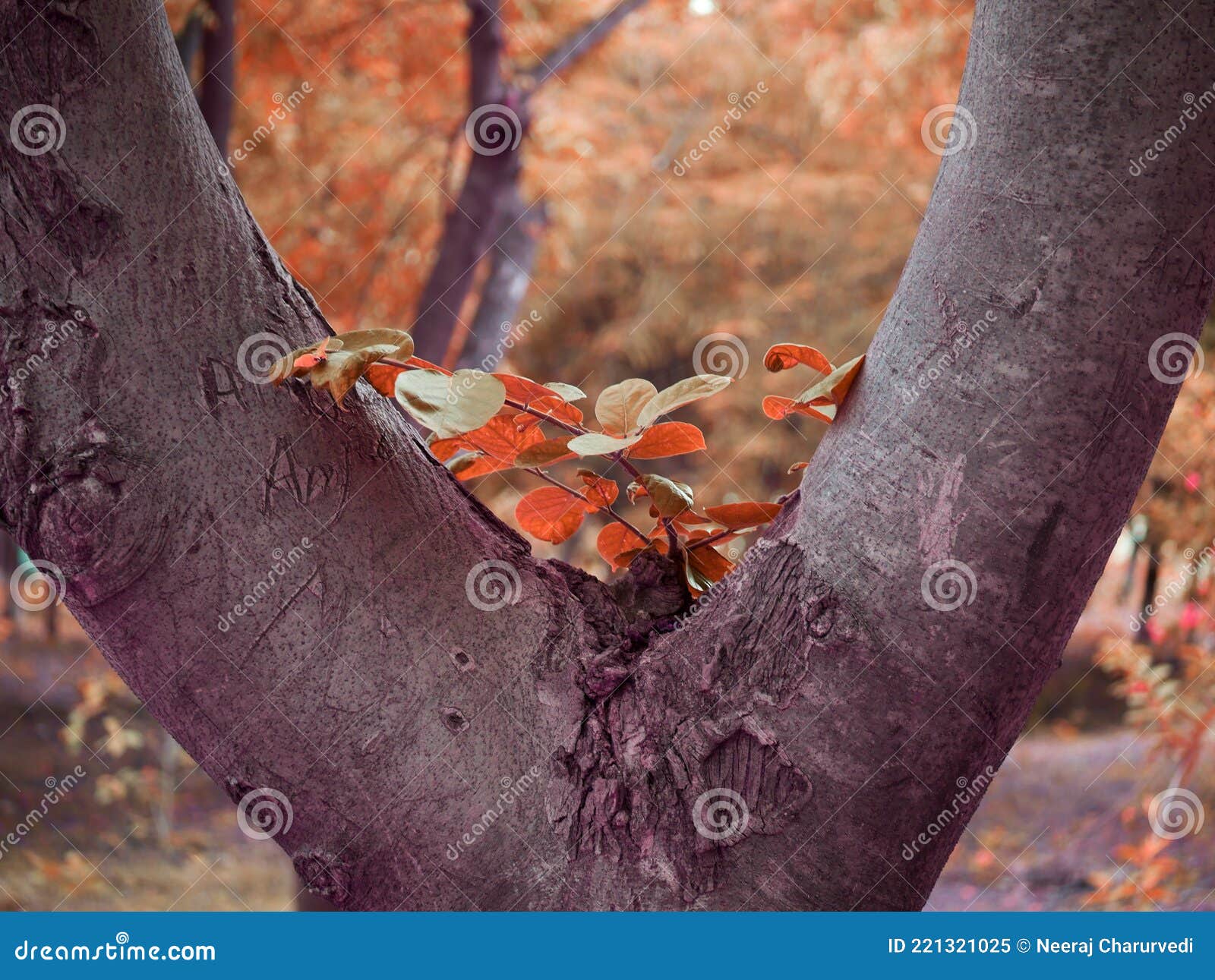 Nature landscape image stock image. Image of growth - 221321025