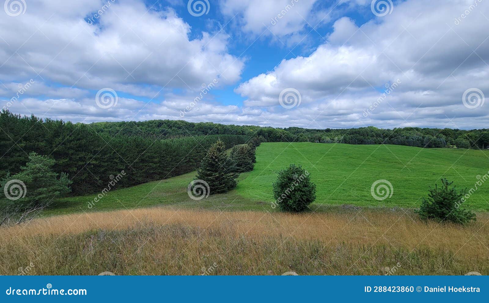 Nature Landscape of a Meadow and Woods Full of Pine Trees Stock Photo ...