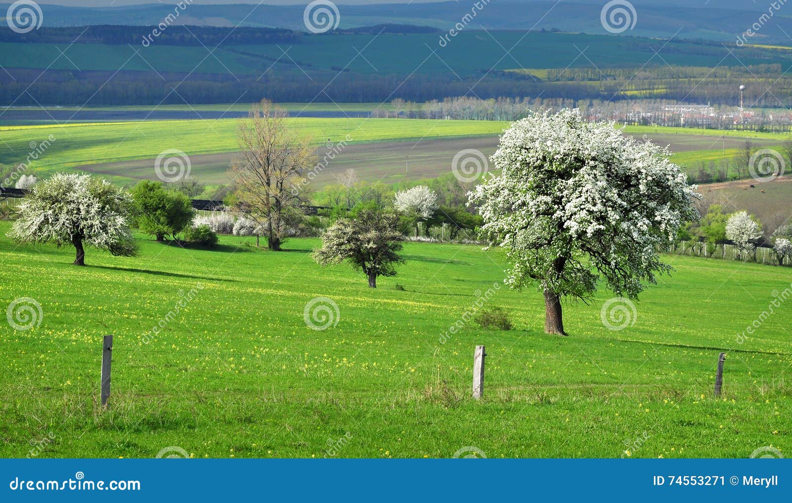 Nature landscape pasture stock image. Image of spring - 74553271