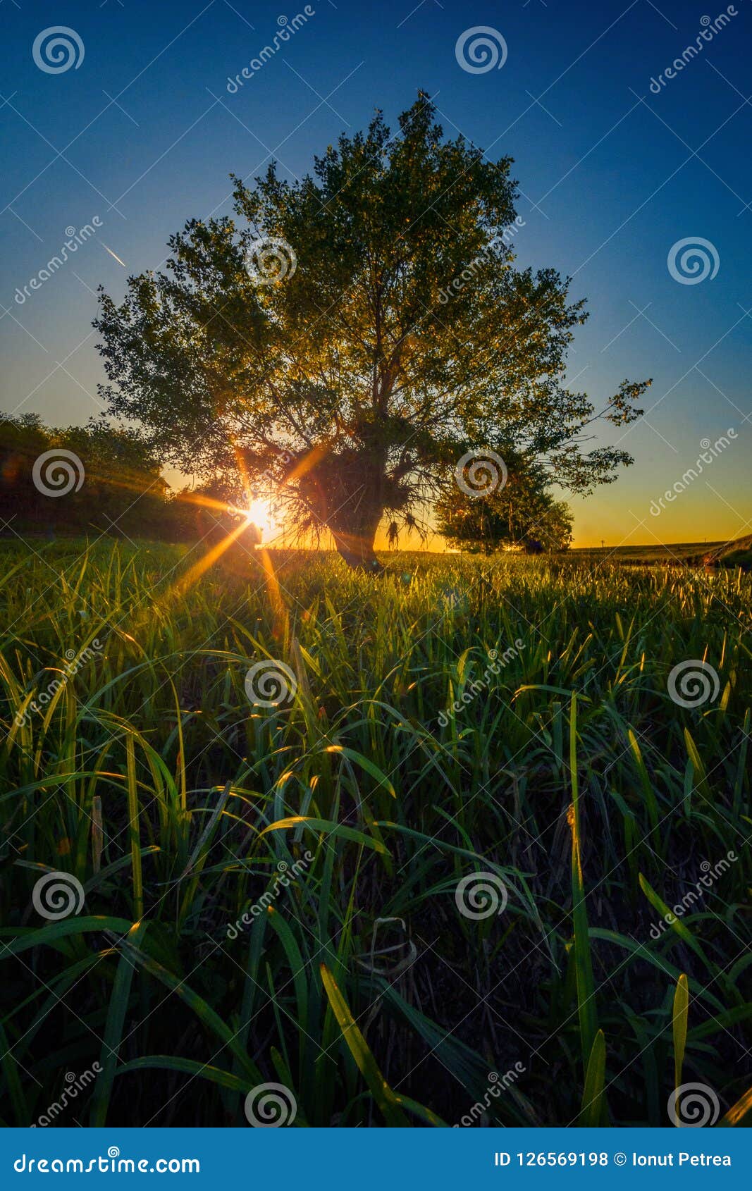 Nature Landscape Scene at Sunset with the Sun Behind a Tree and Stock ...