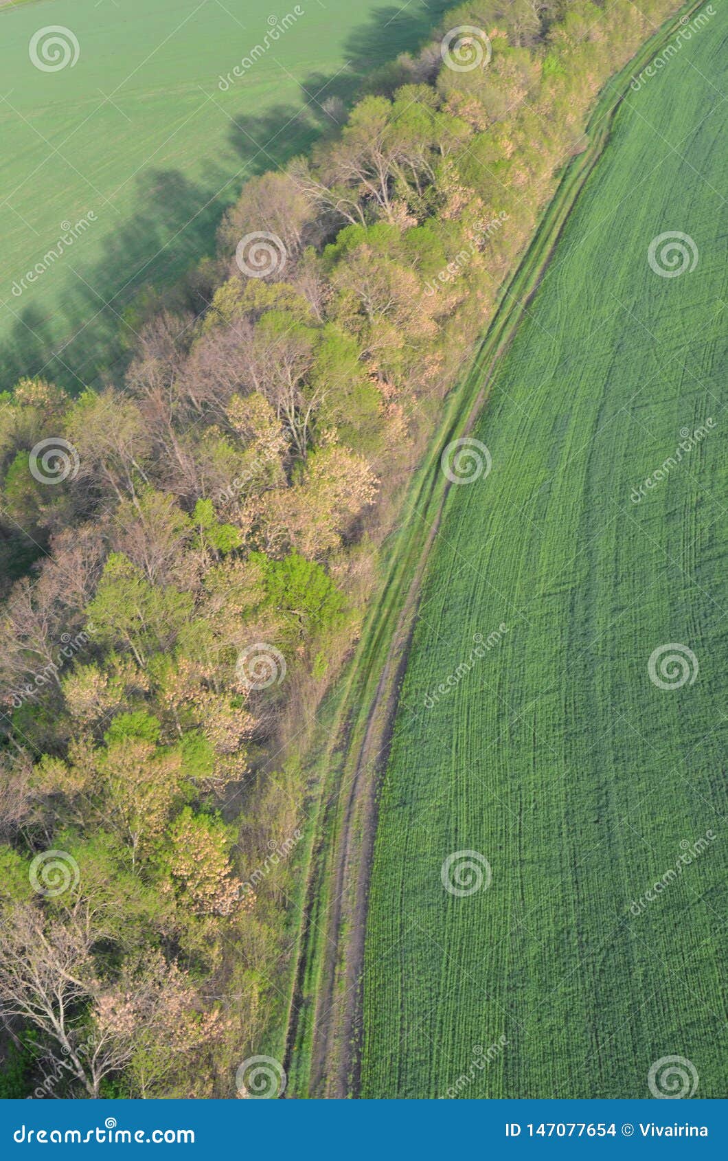 Nature Landscape, Texture of Green Grass View from Above. Top View ...