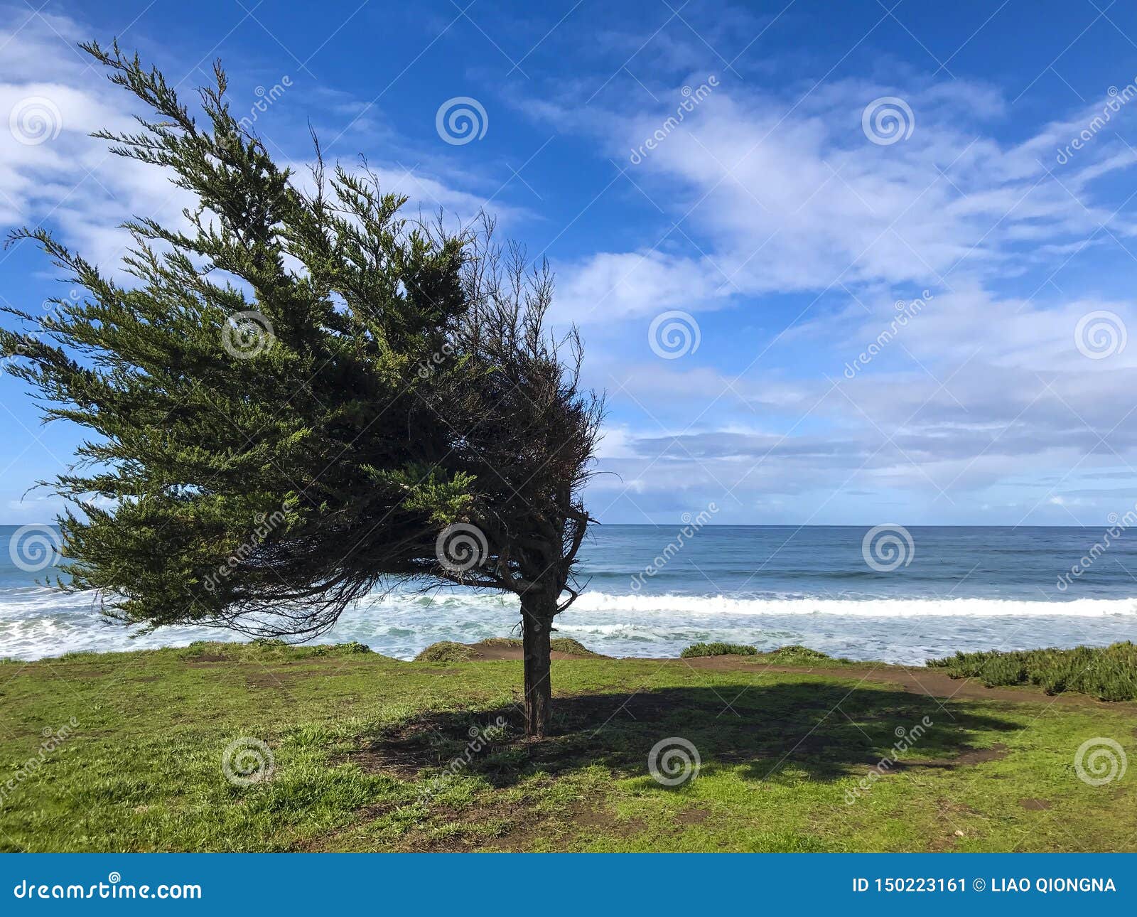 Nature Landscape View, the Wind Blows Bend the Tree with the Ocean in ...