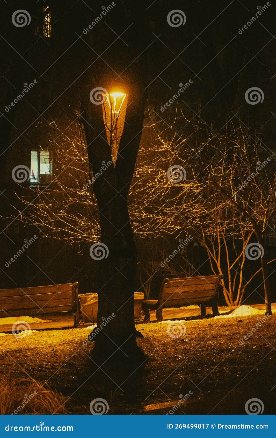 Night lights, park, tree stock image. Image of nature - 269499017