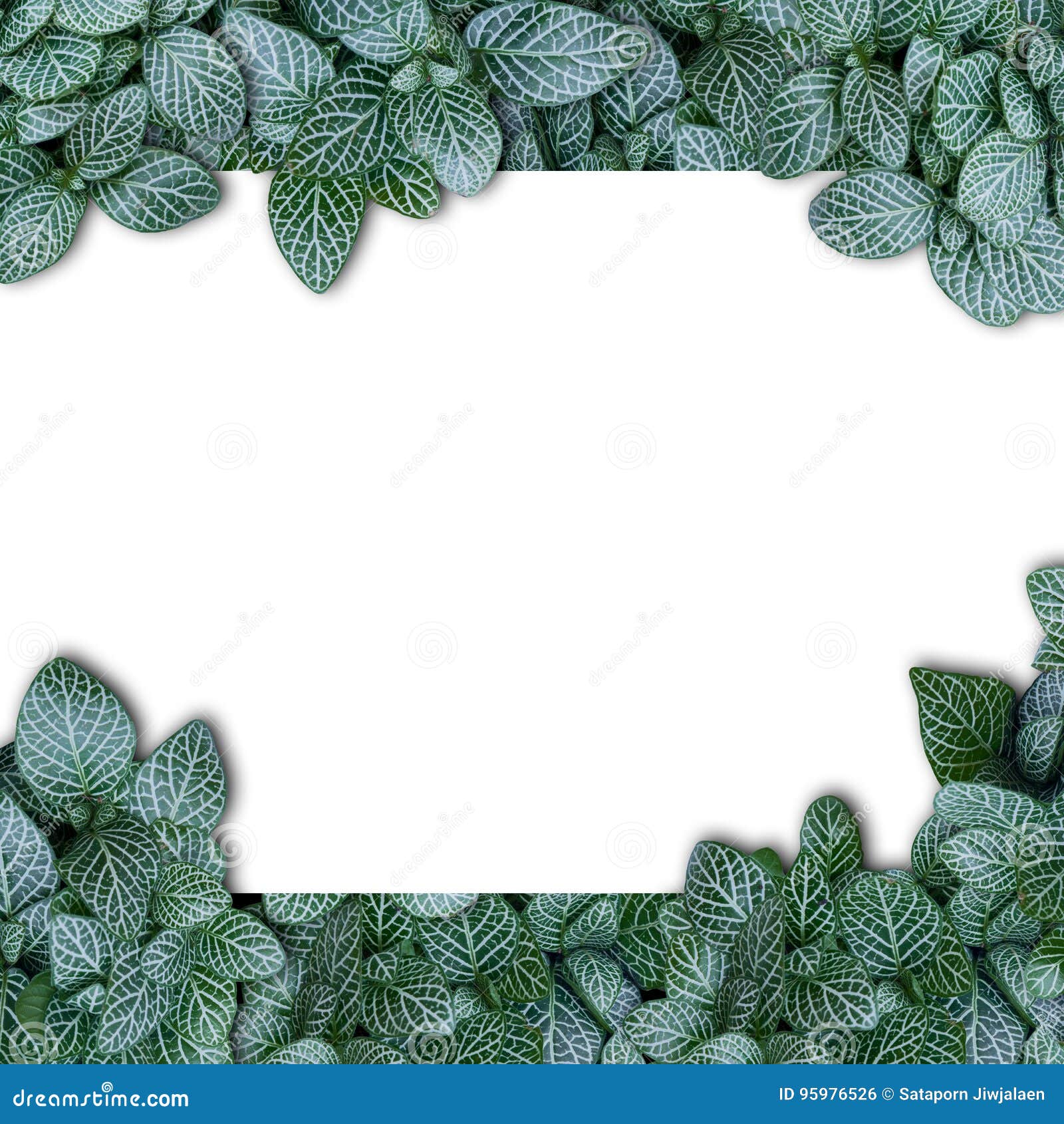 Nature Layout Made of Tropical Leaves with Paper Card Note Stock Photo ...