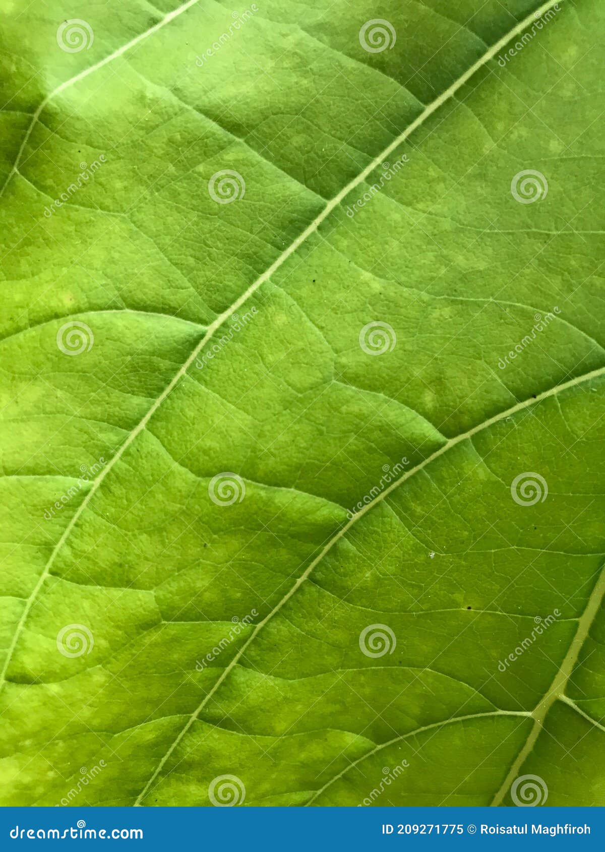 NATURE LEAF stock image. Image of green, amazing, beautiful - 209271775