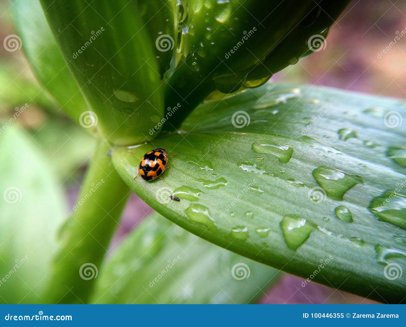 Ladybug stock image. Image of nature, insect, rain, green - 100446355