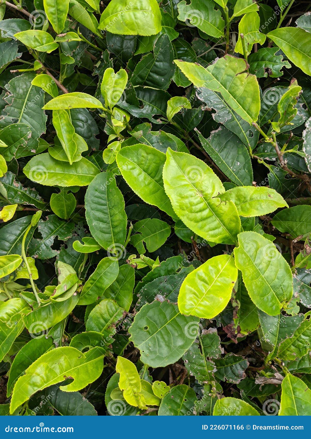 Nature Leaf Tea / Alam / Daun Teh Stock Photo - Image of produce, shrub ...