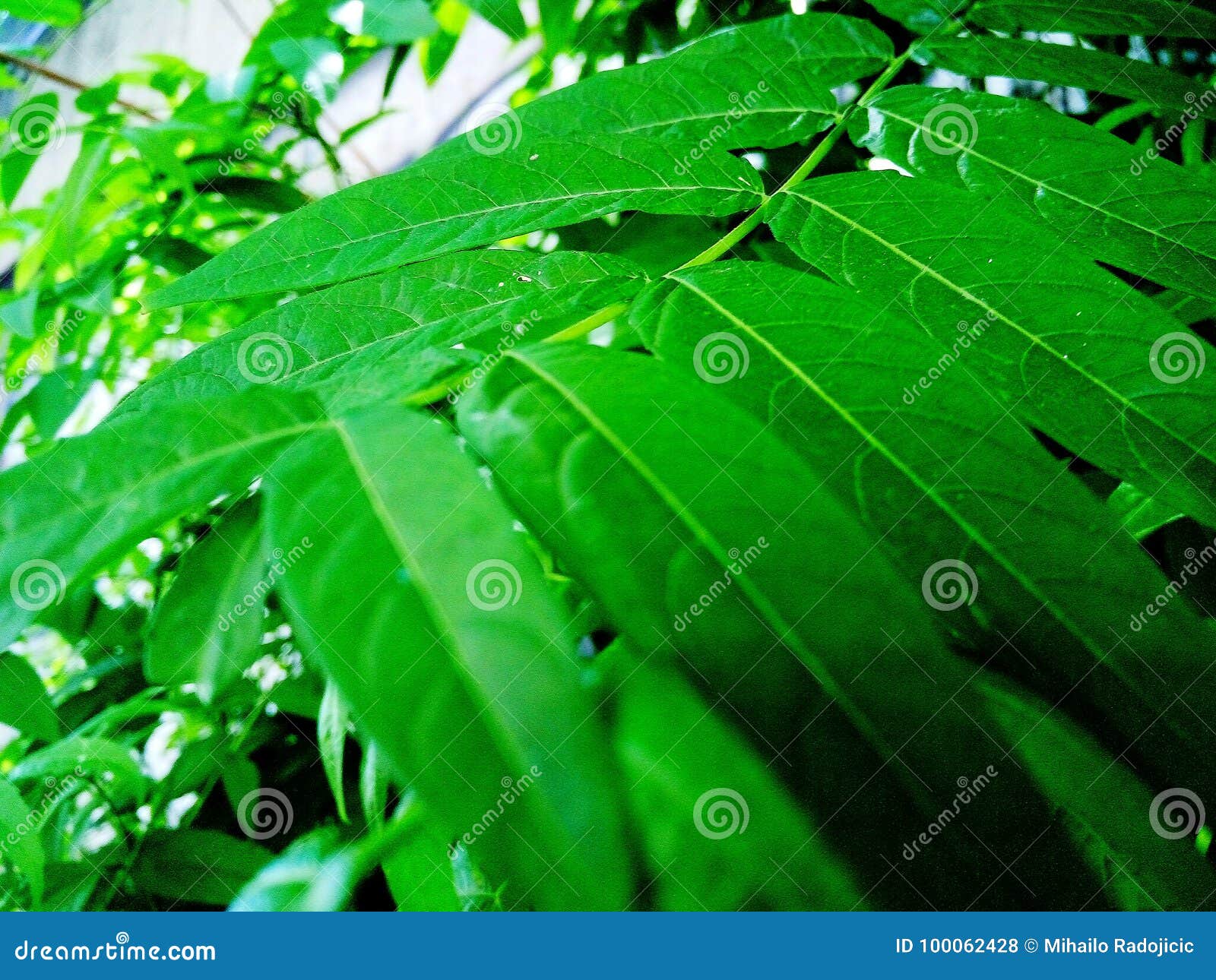 Nature Leafs Contrast High Texture Stock Photo - Image of contrast ...