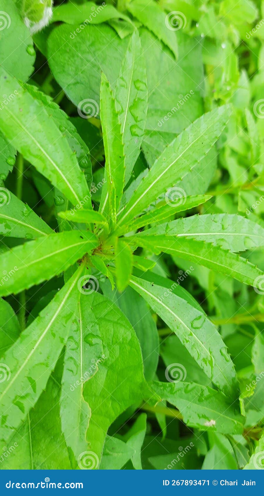 Nature leave Hd image stock image. Image of leaf, tree - 267893471