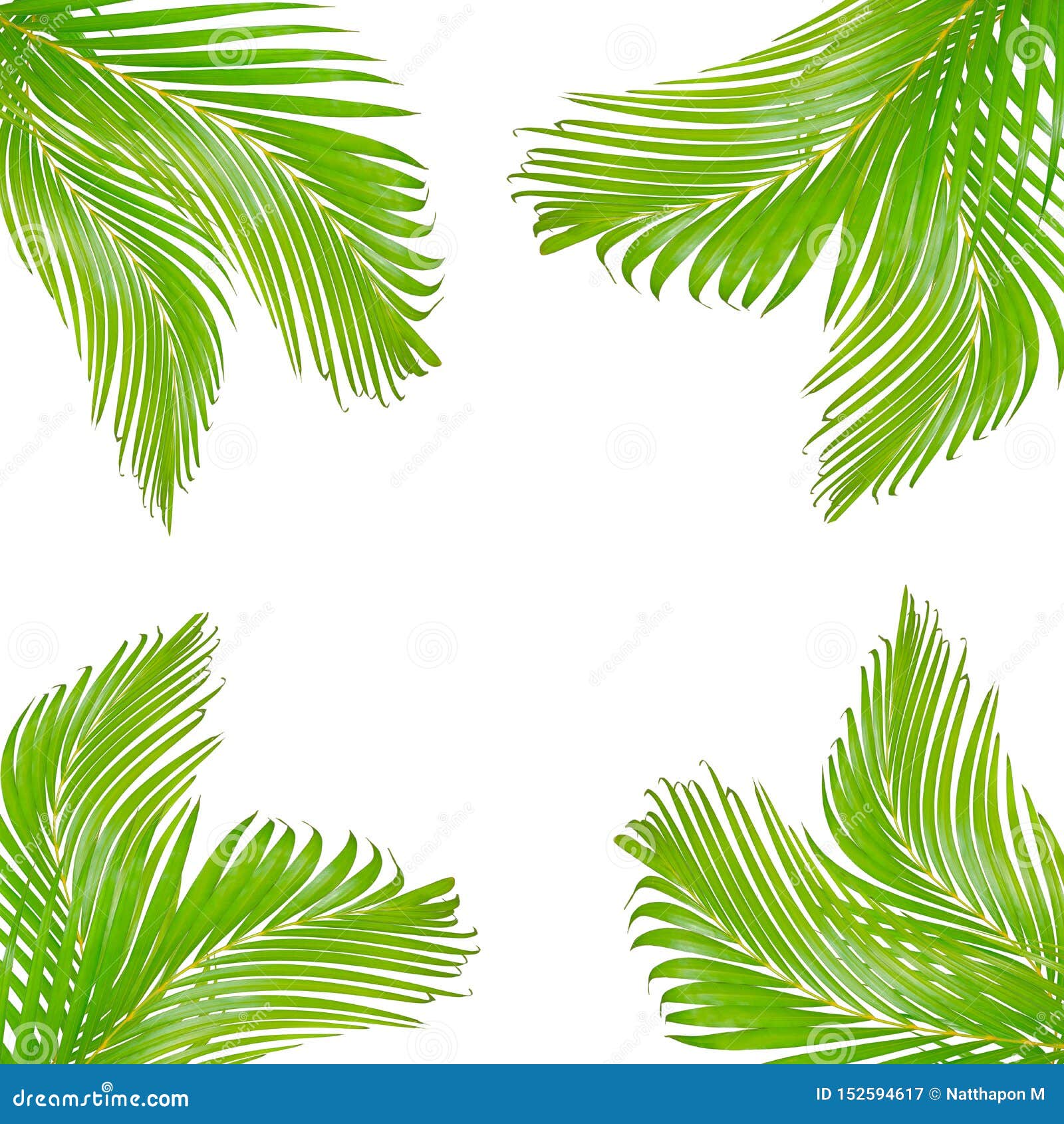 Nature Leaves Frame for Text Made from Green Palm Leaf Isolated Stock ...