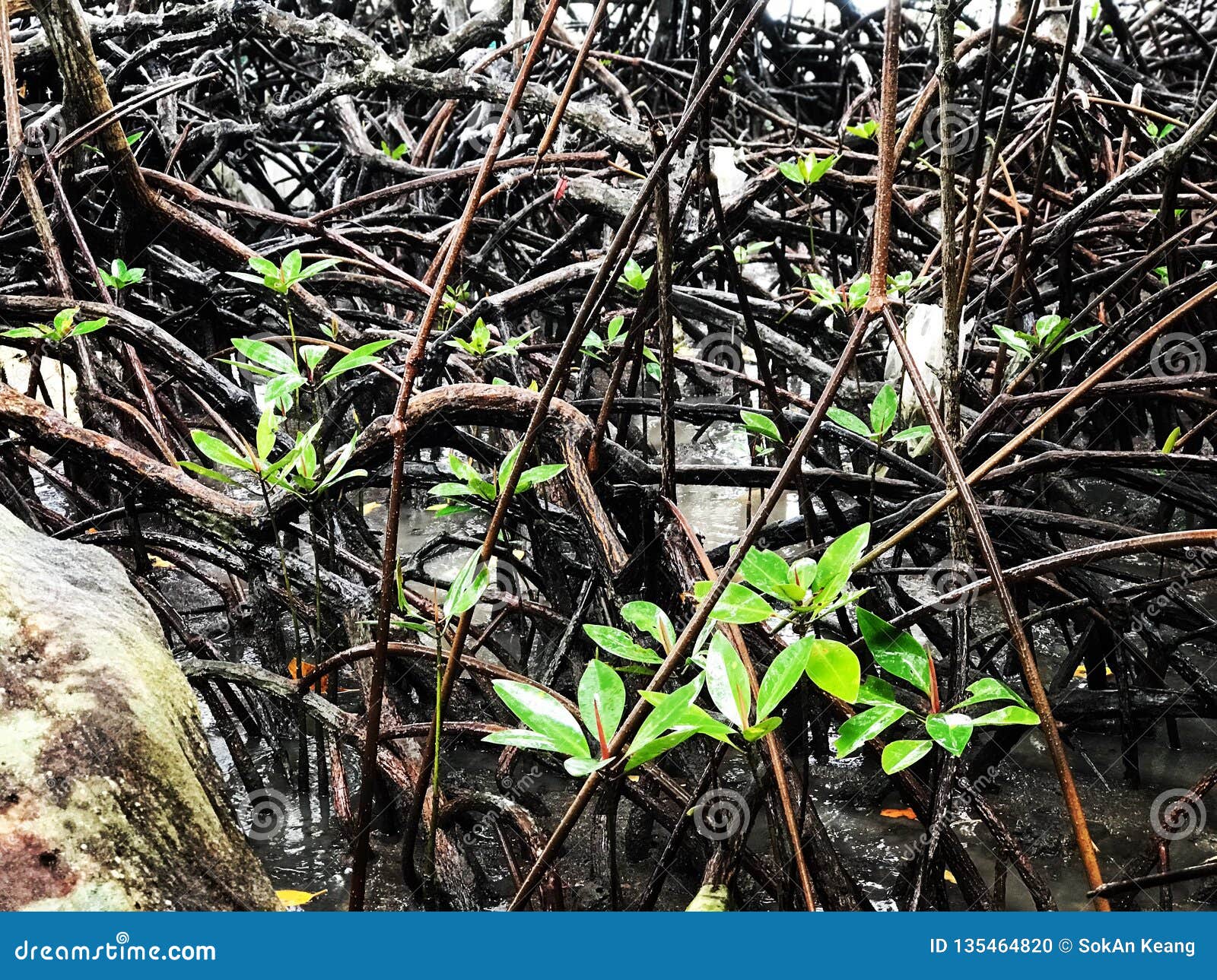 Small branches on the sea stock photo. Image of small - 135464820