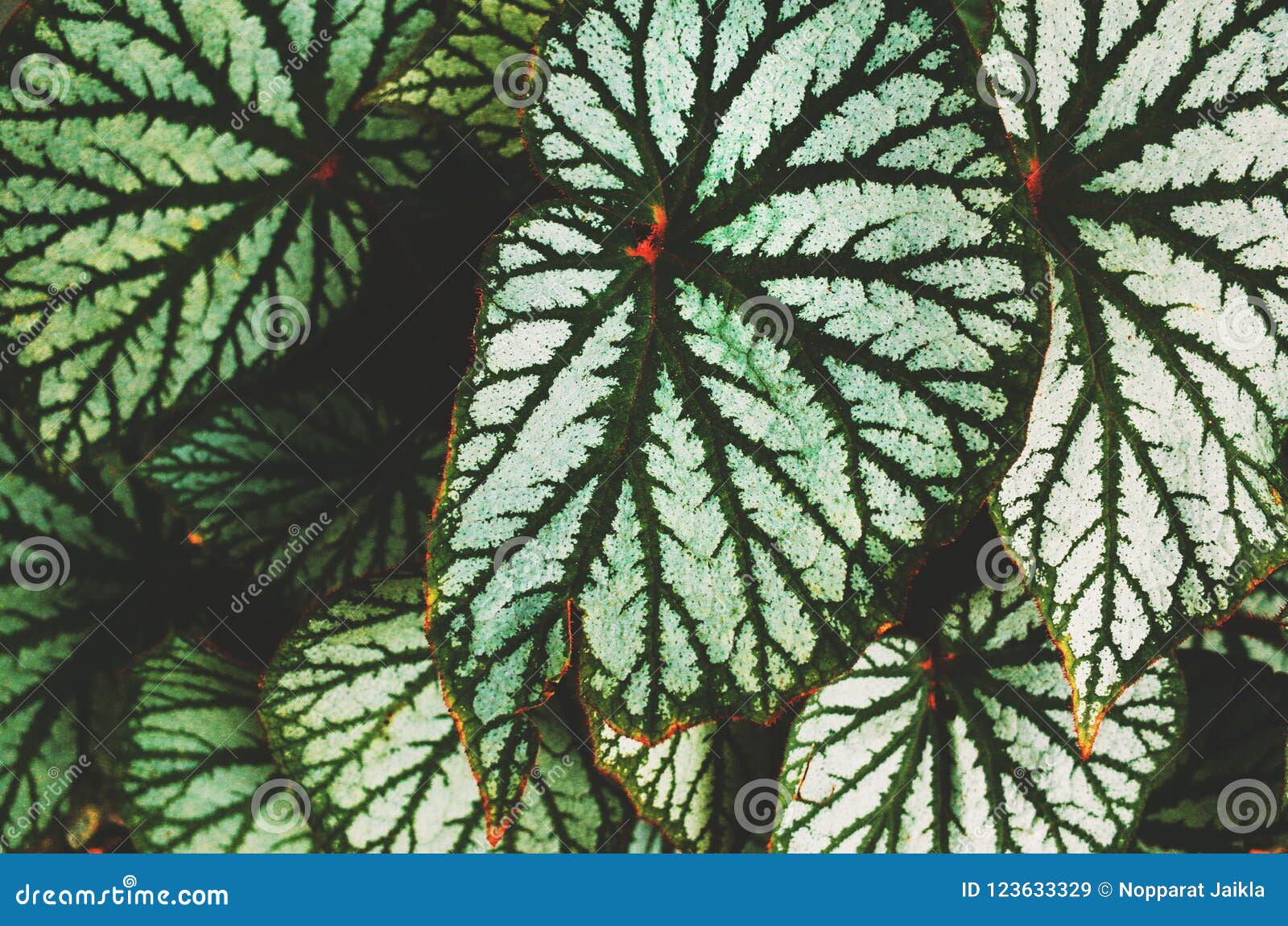 Nature Leaves Texture Background Stock Image - Image of objects, color ...