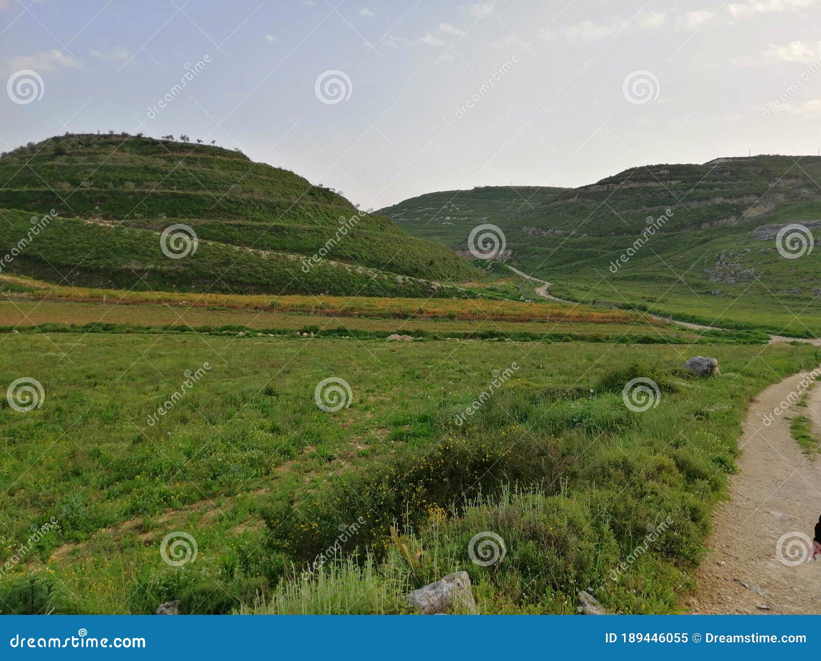 Nature stock image. Image of chicken, lebanon, love - 189446055