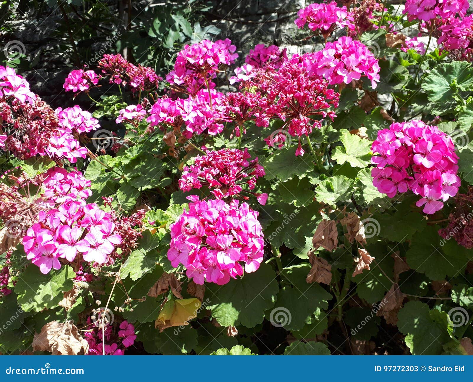 Nature from Lebanon stock image. Image of lebanons, time - 97272303