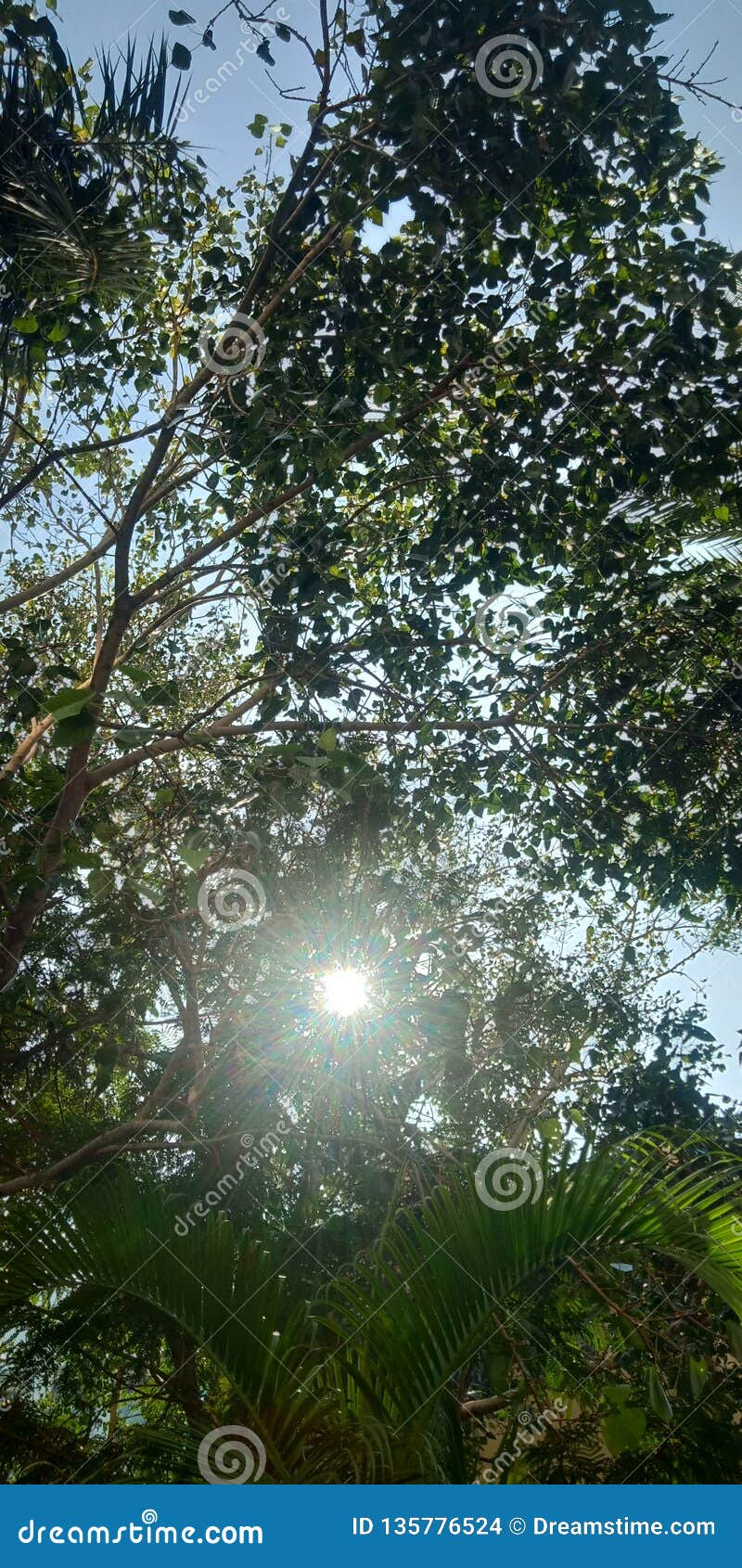 Nature stock photo. Image of morning, light, nature - 135776524