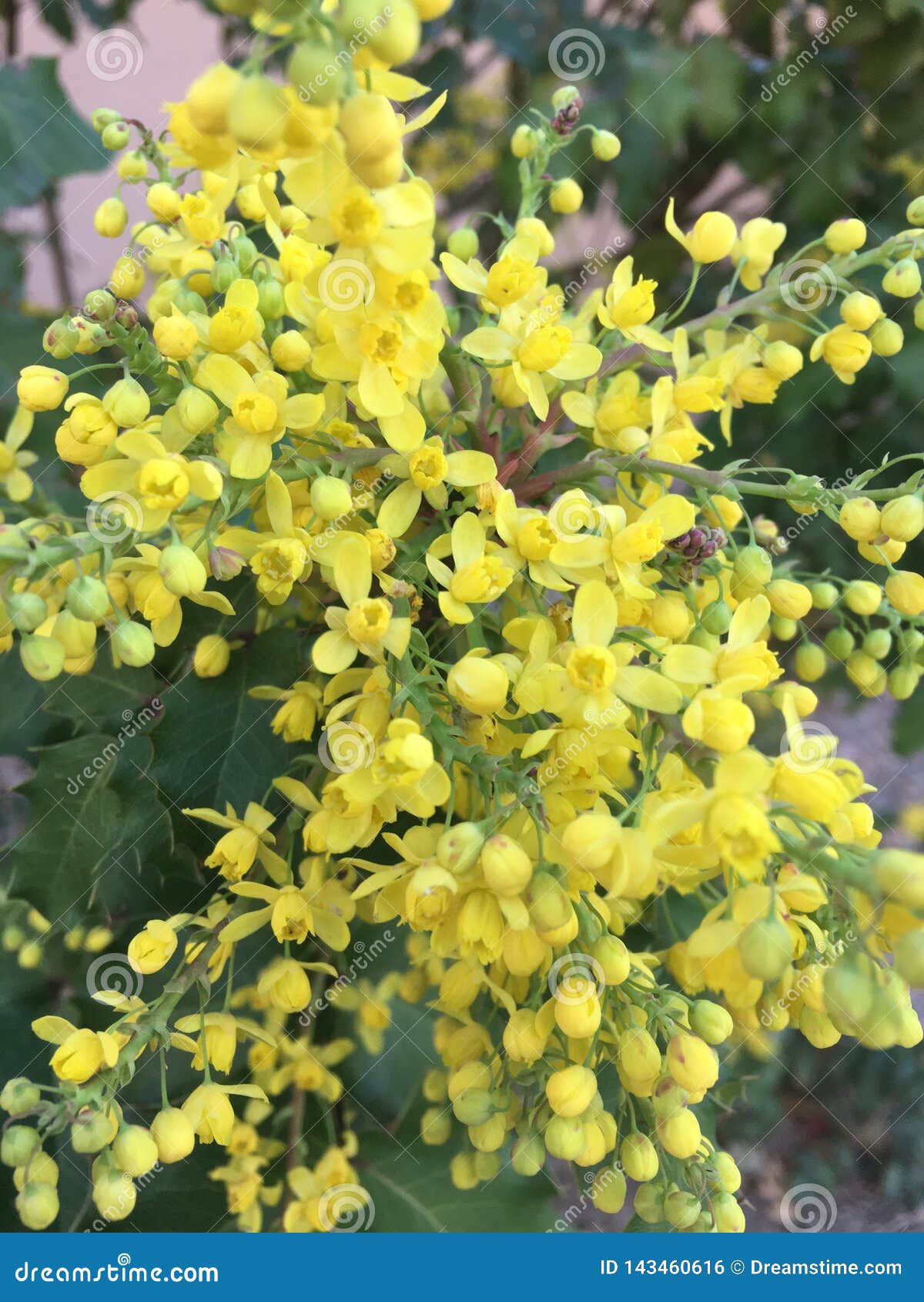 Nature Light Yellow Flowers Stock Photo - Image of colors, light: 143460616