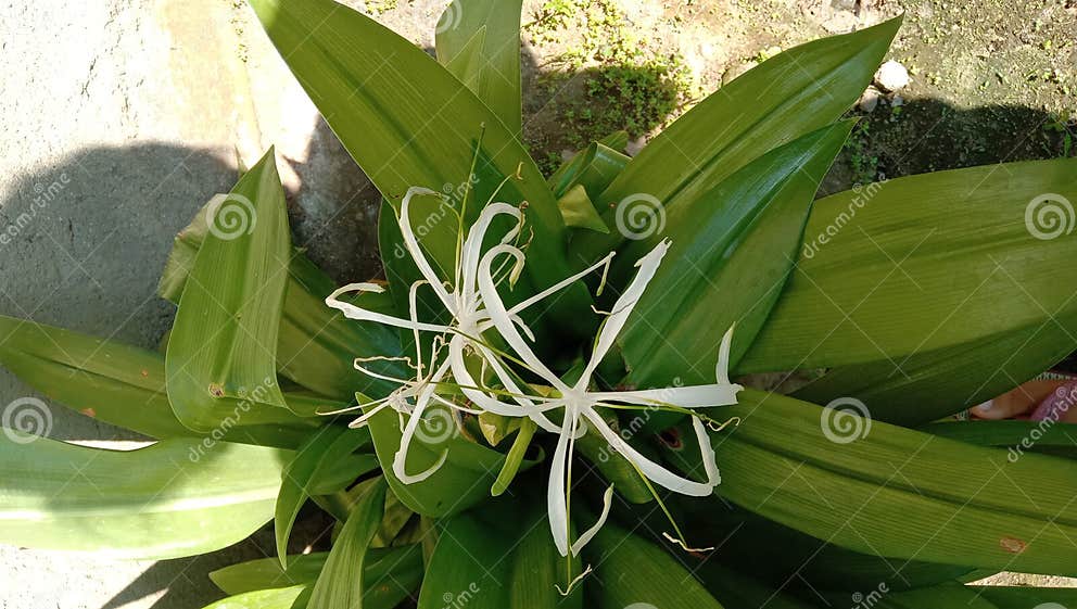 Nature lili flower stock image. Image of food, garden - 322341565