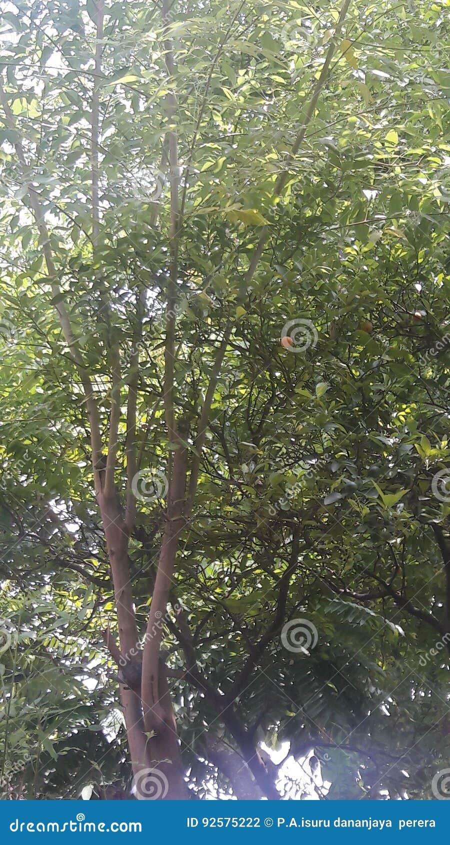 Nature Lime tree stock photo. Image of lime, lankan, nature - 92575222