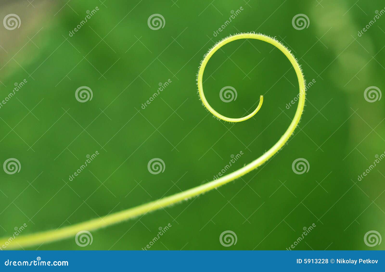 Nature line stock photo. Image of farming, green, daylight - 5913228