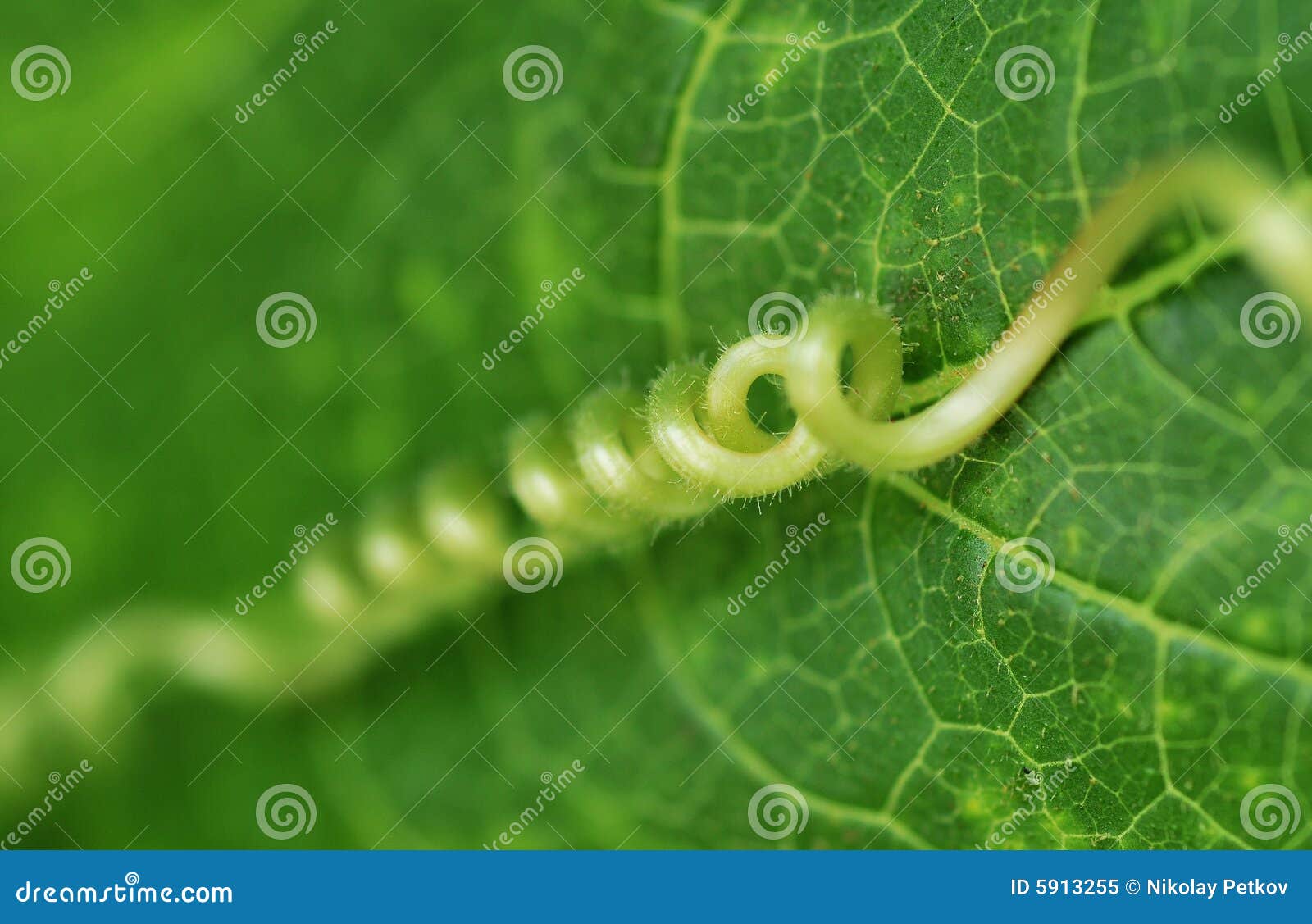 Nature line stock image. Image of close, flora, green - 5913255