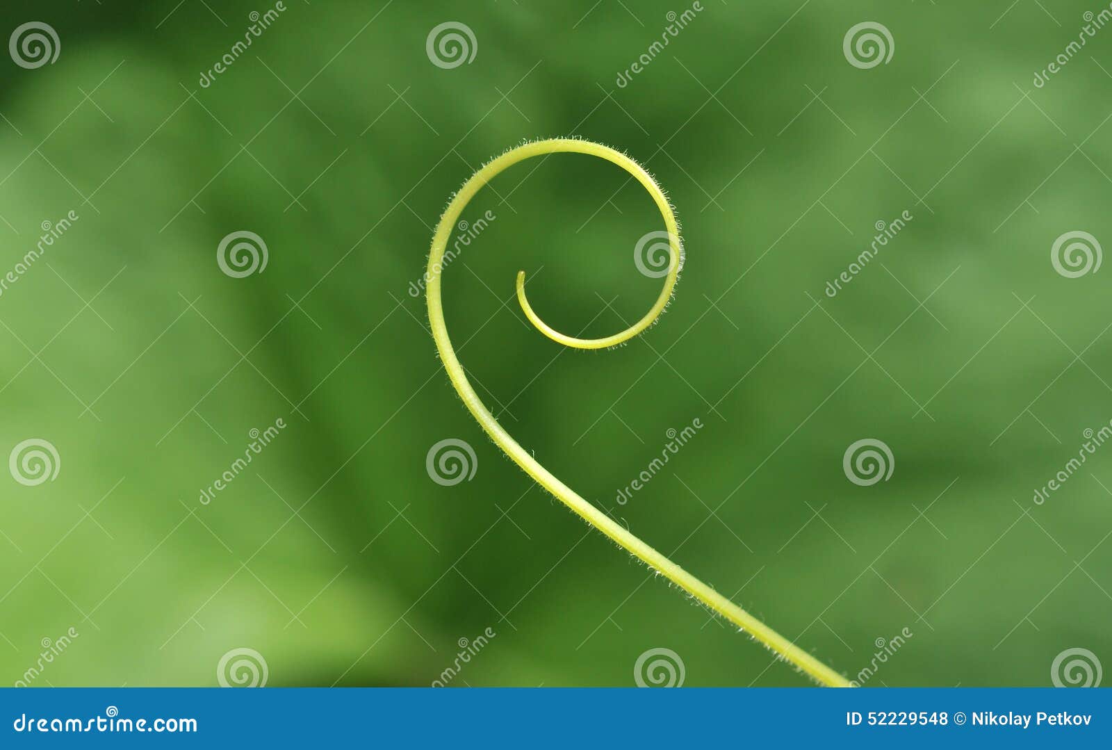 Nature line stock photo. Image of grape, park, line, close - 52229548