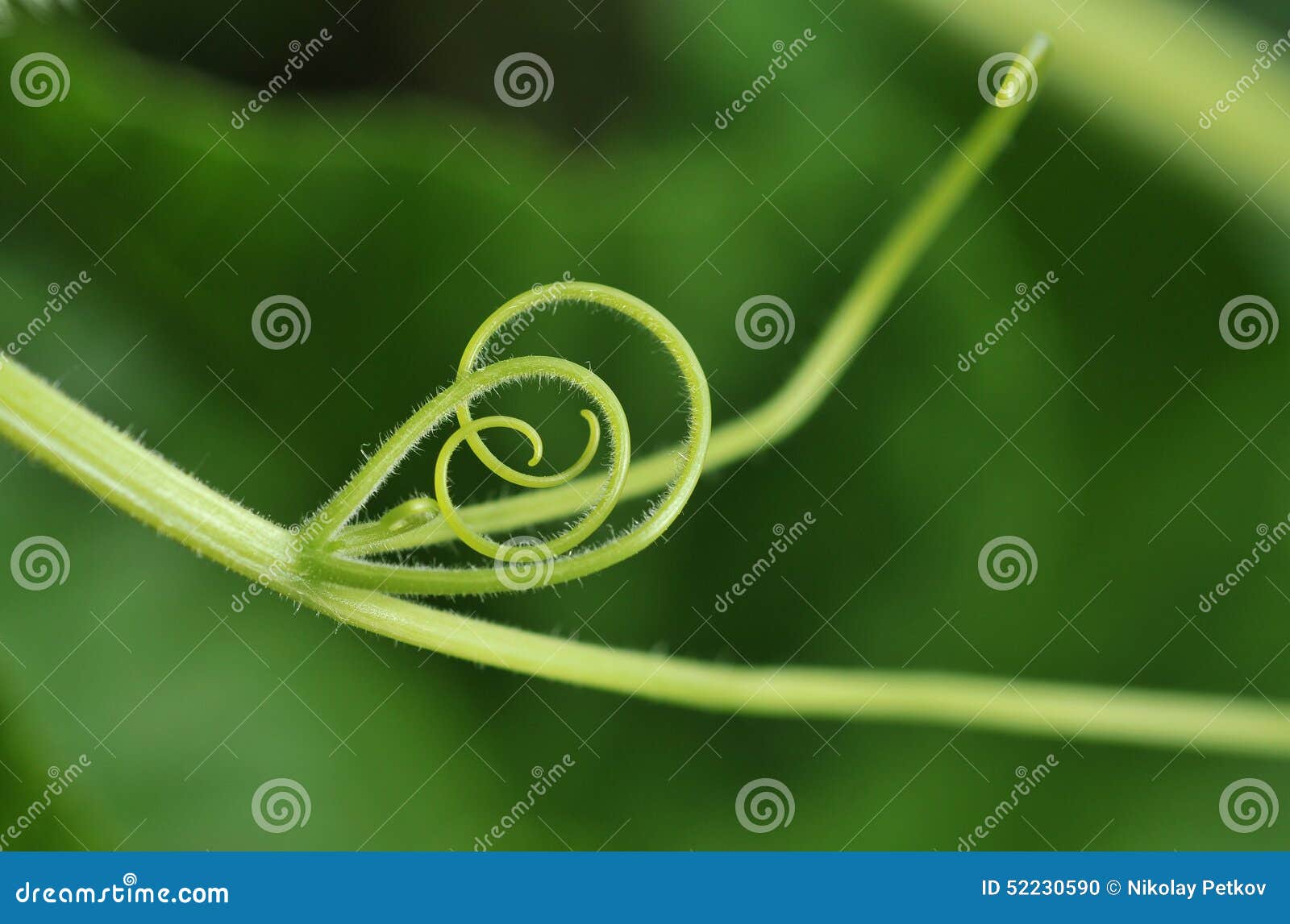 Nature line stock photo. Image of pine, green, farming - 52230590