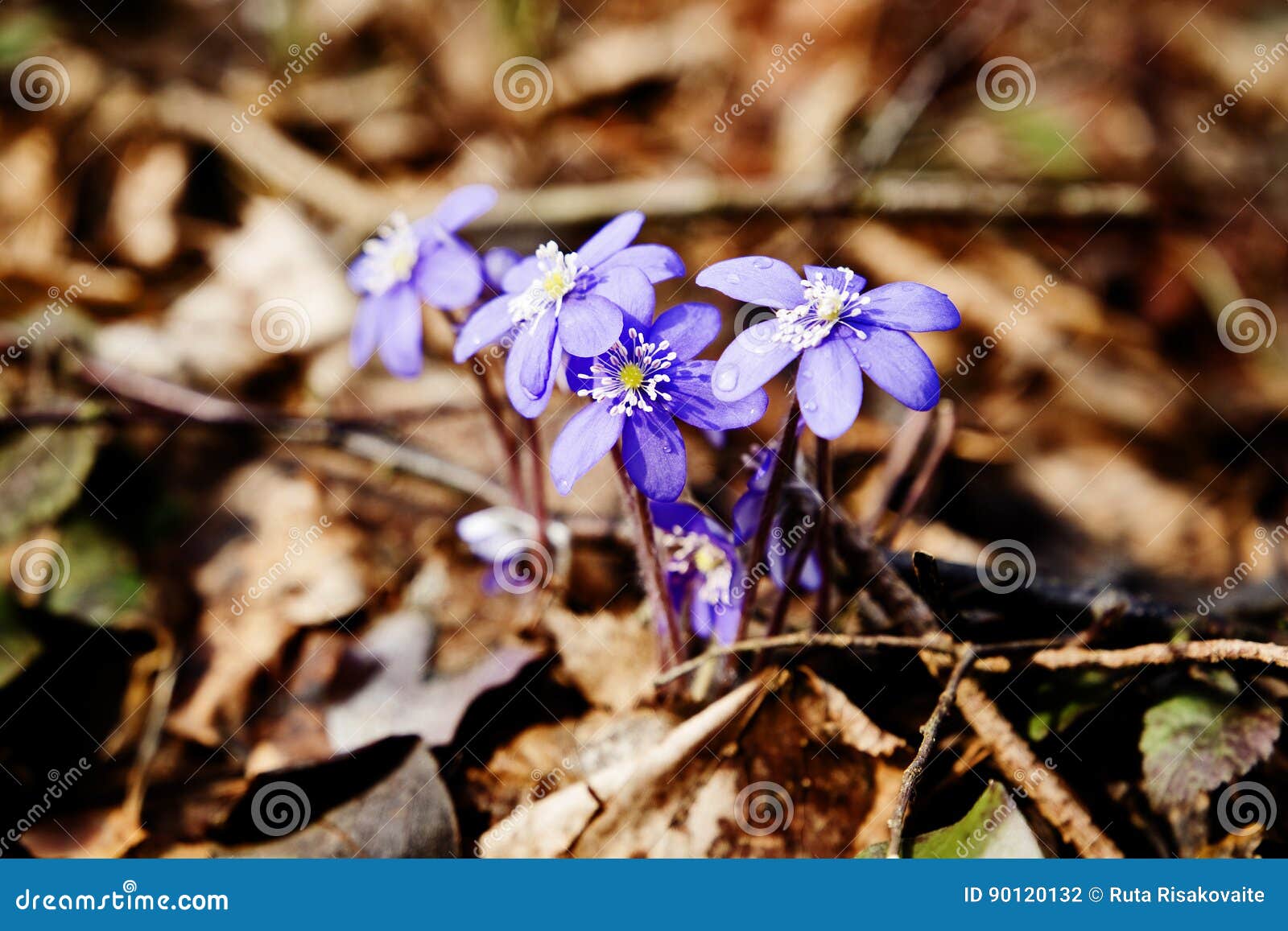 Nature stock photo. Image of forest, nature, landscape - 90120132