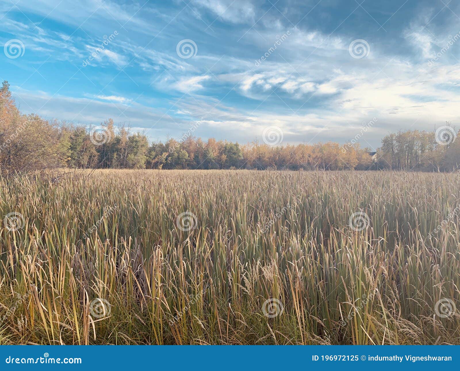 Nature of long grass stock image. Image of grass, morning - 196972125