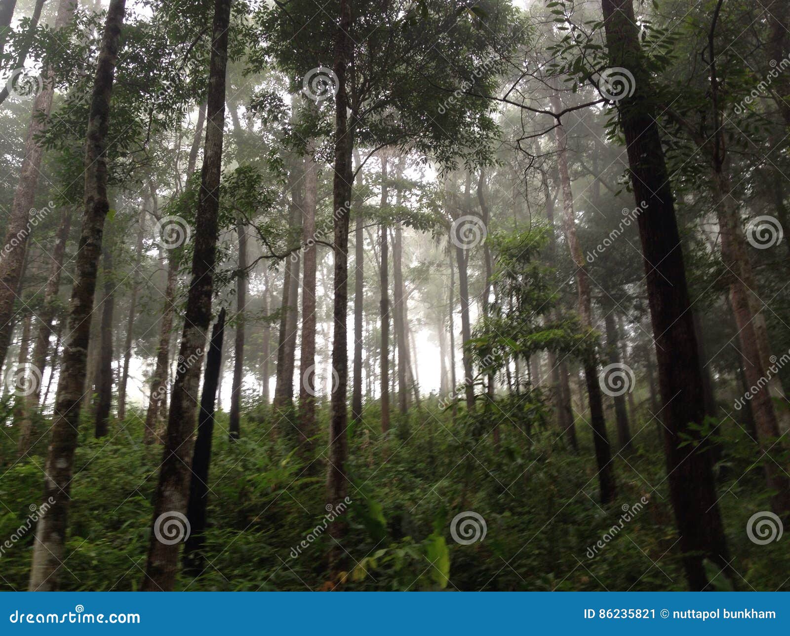 Nature stock image. Image of look, comfortable, nature - 86235821