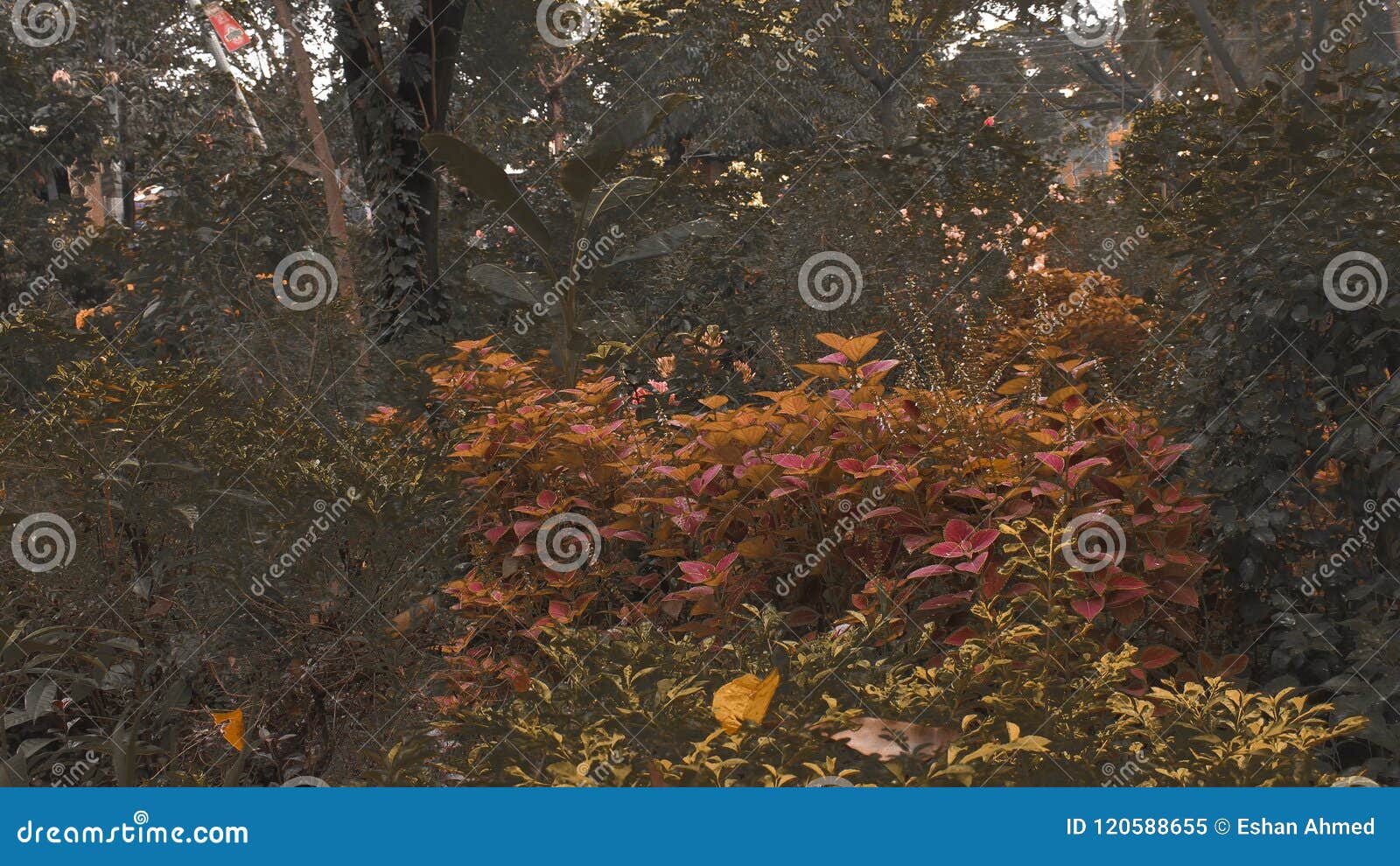 Nature stock image. Image of follower, tree, forest - 120588655